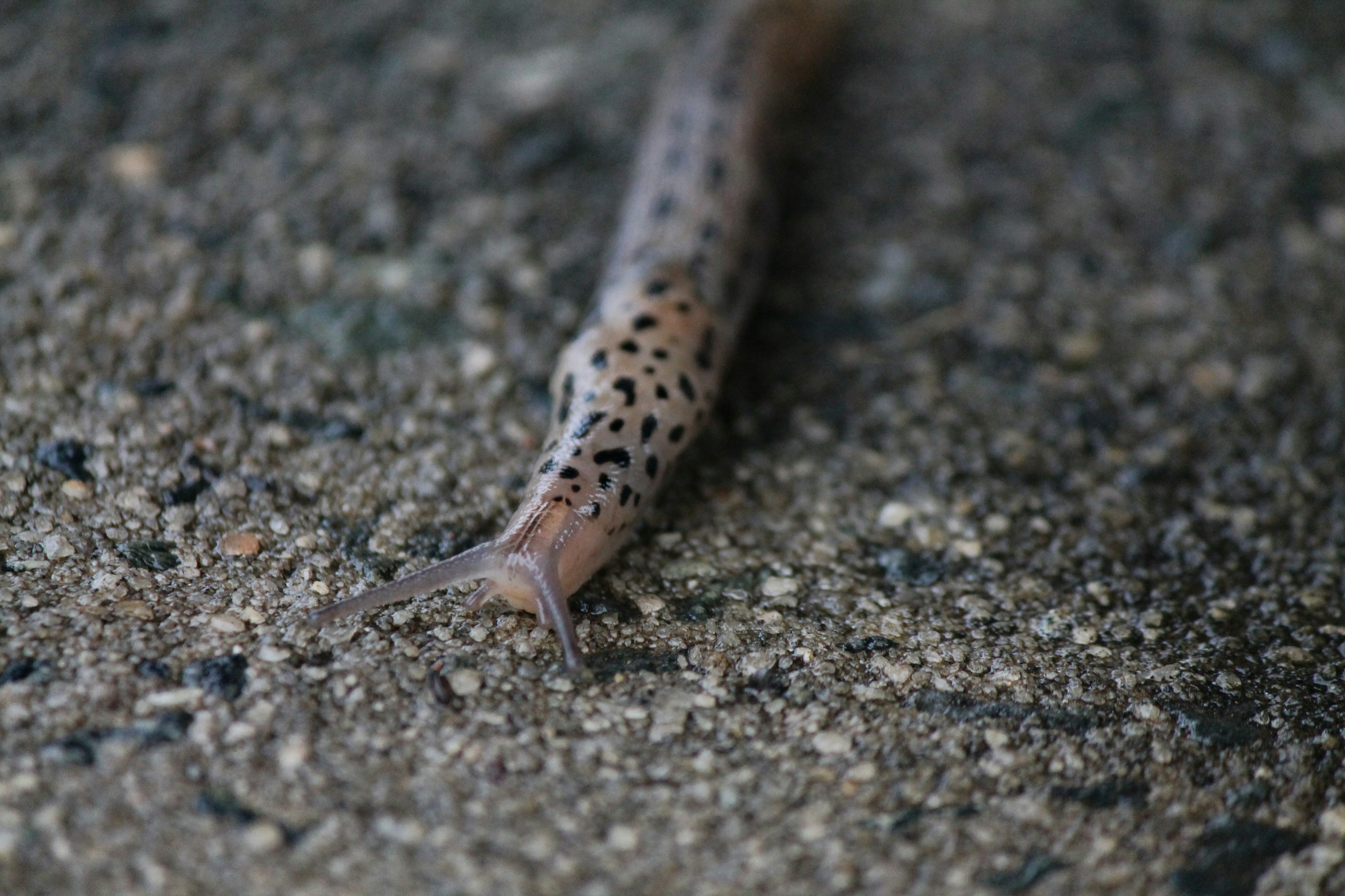 Leopard Slug on a Gravel Stage: A Micro-Nature Portrait