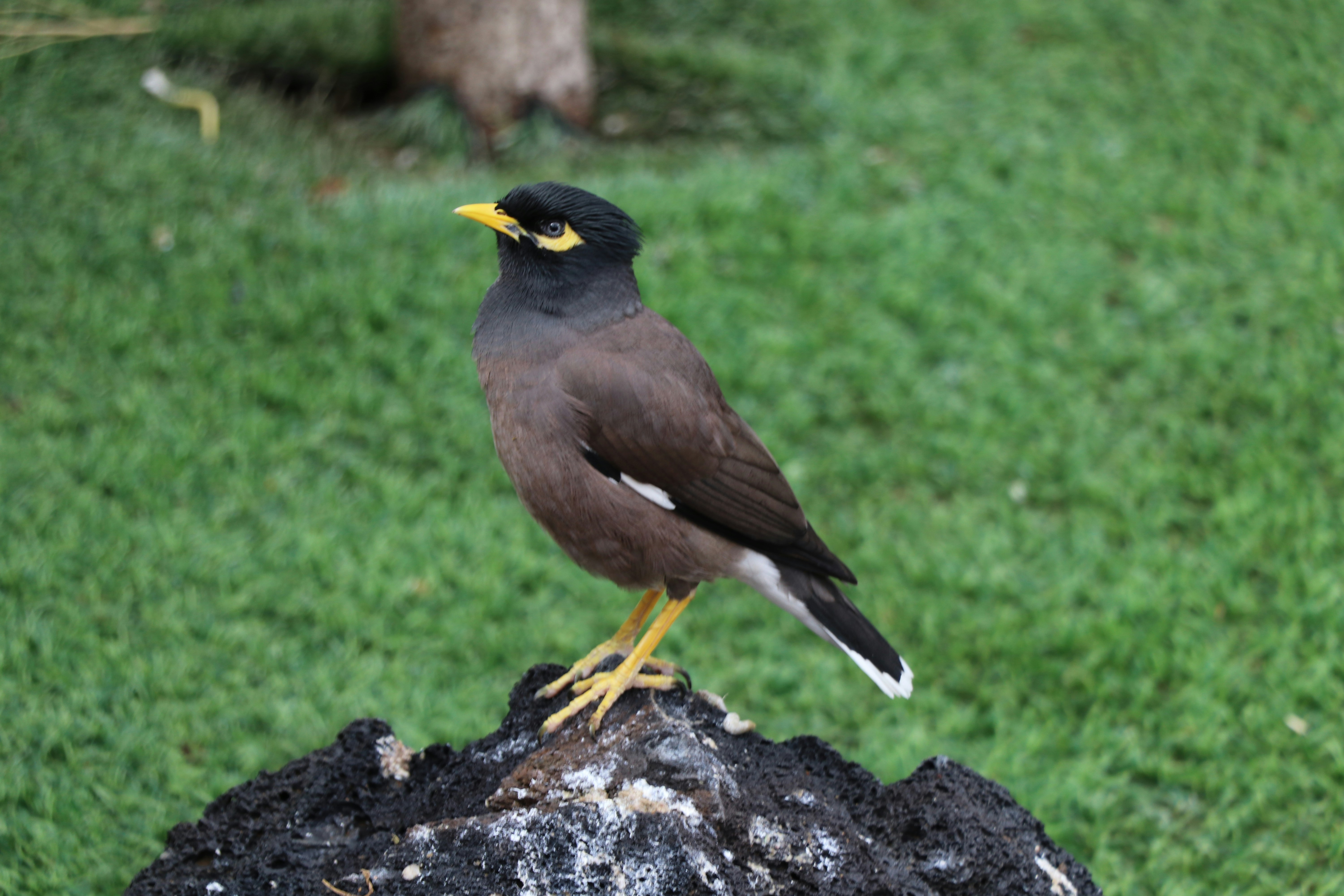 Common Myna Perches on Rugged Lava Rock Amid Green Lawn