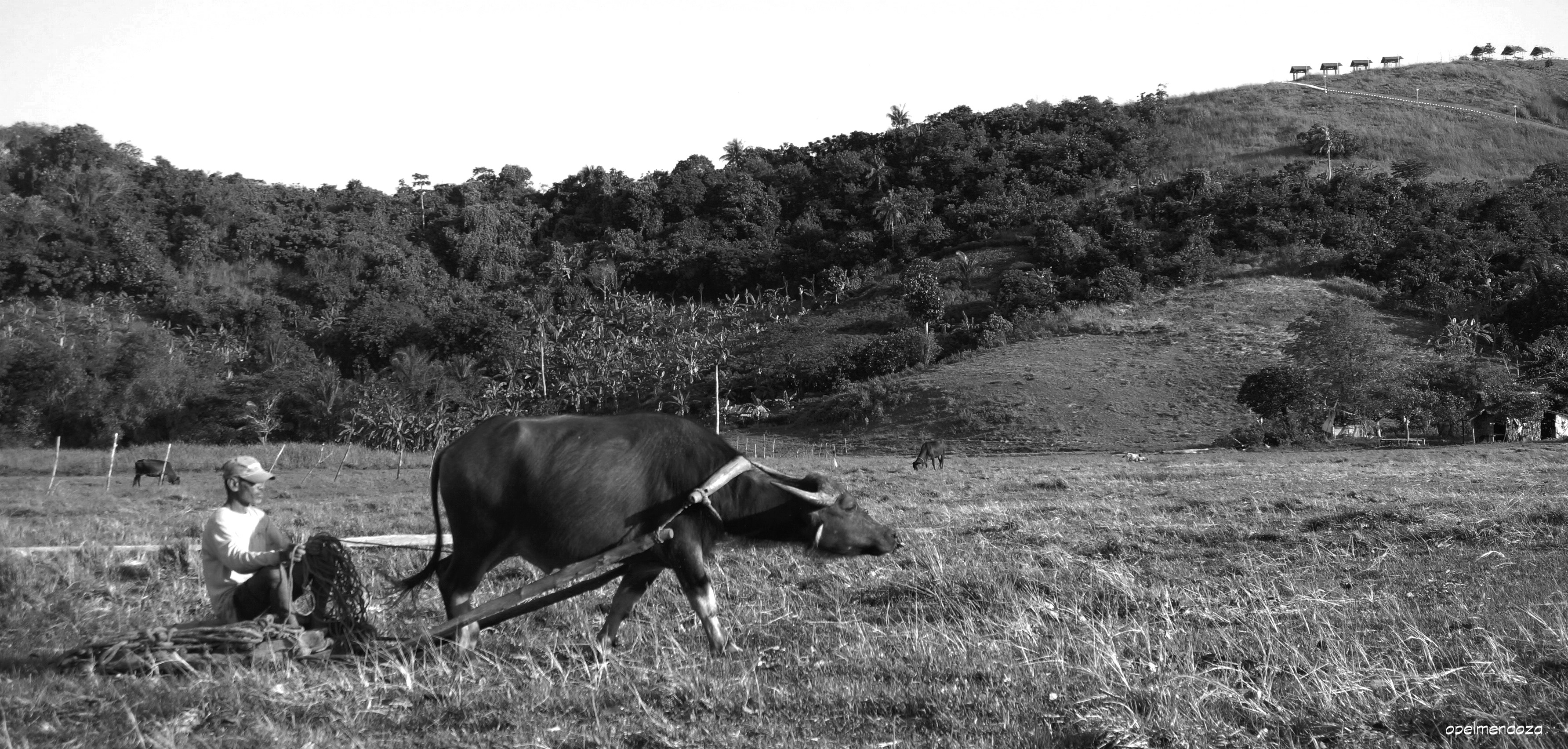 Foto Una foto en blanco y negro de un hombre arando un campo con una ...