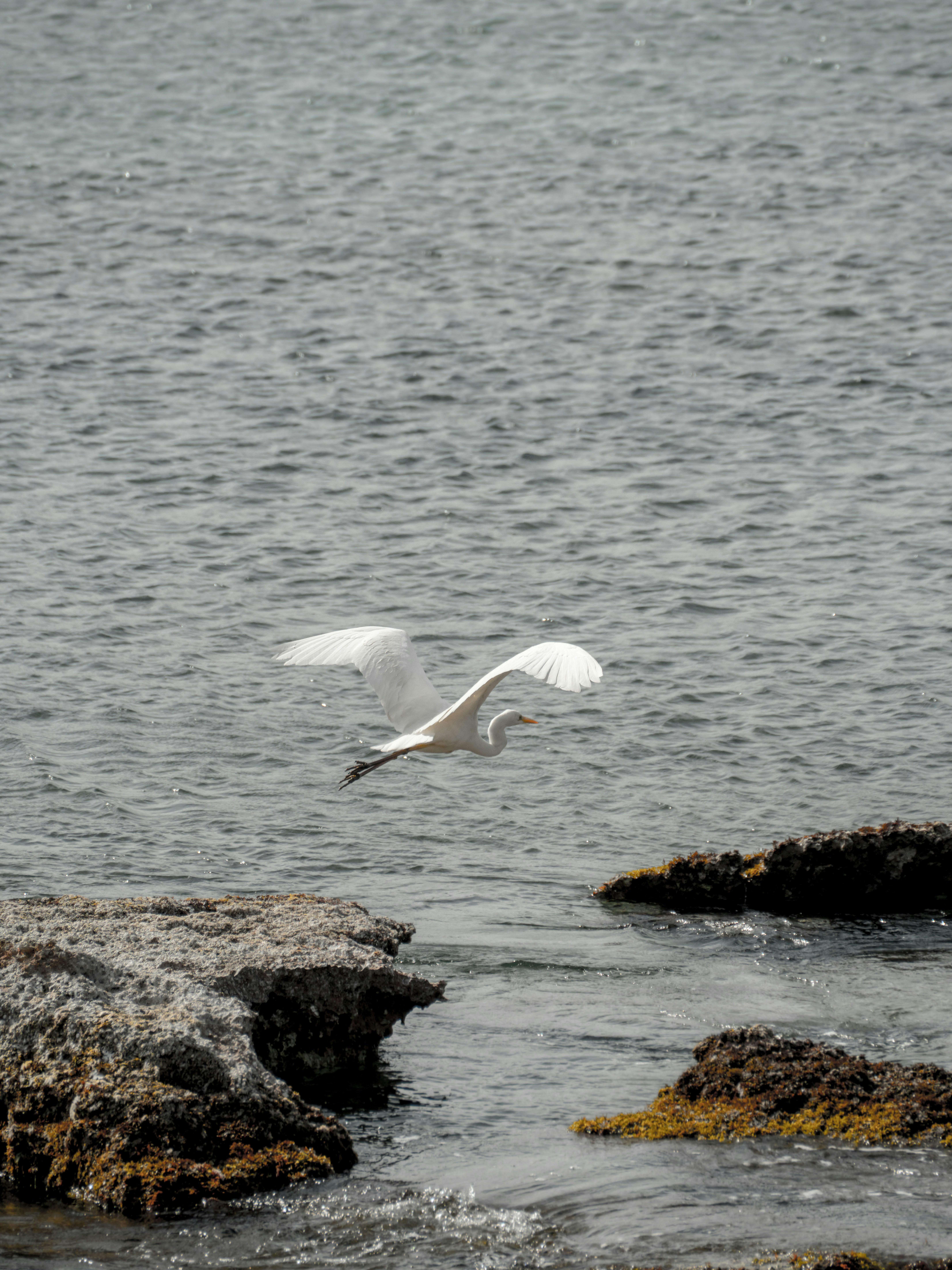 a white bird flying over a body of water