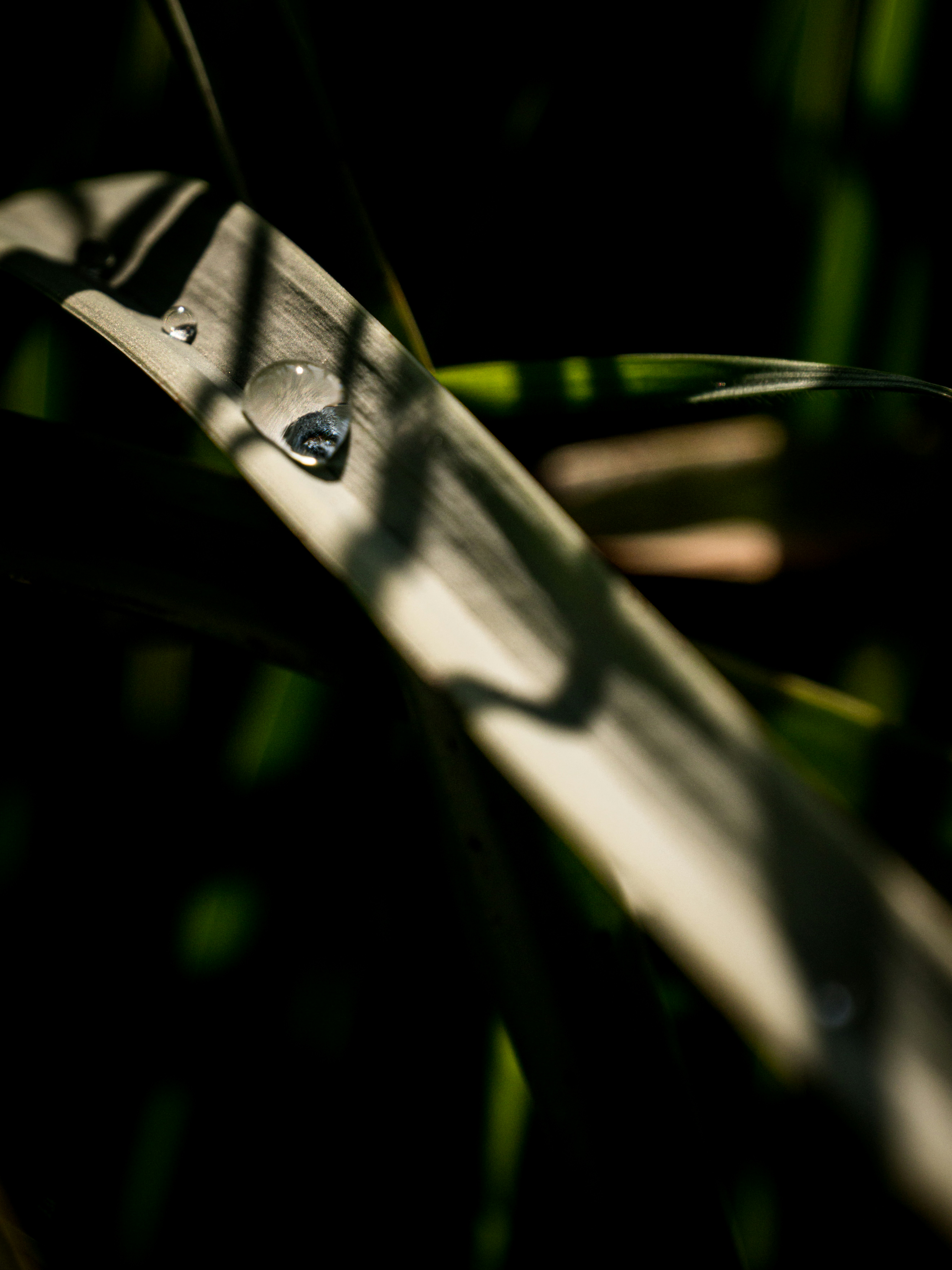 A close up of a water drop on a leaf photo – Free Travel Image on Unsplash