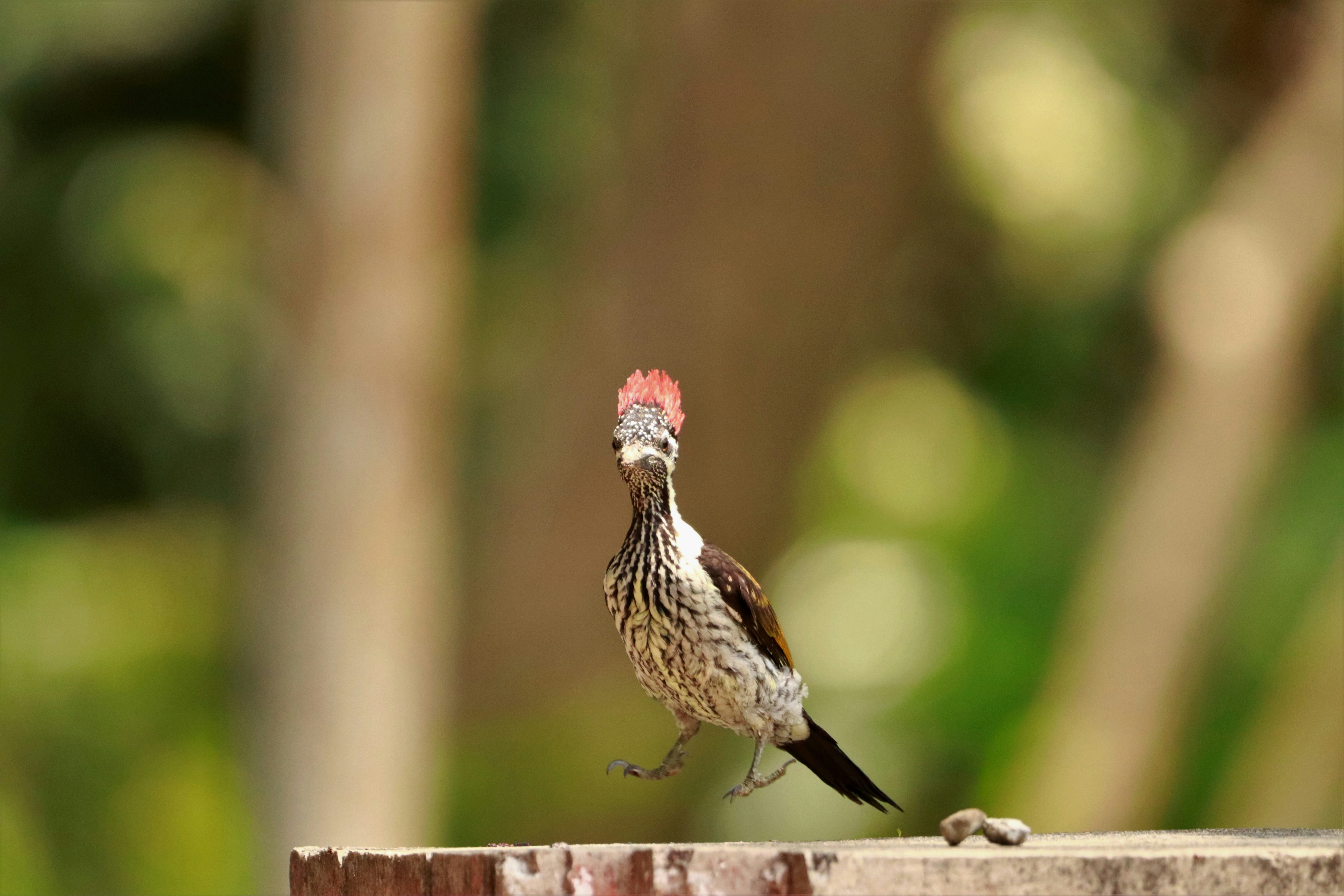 a small bird standing on top of a wooden post
