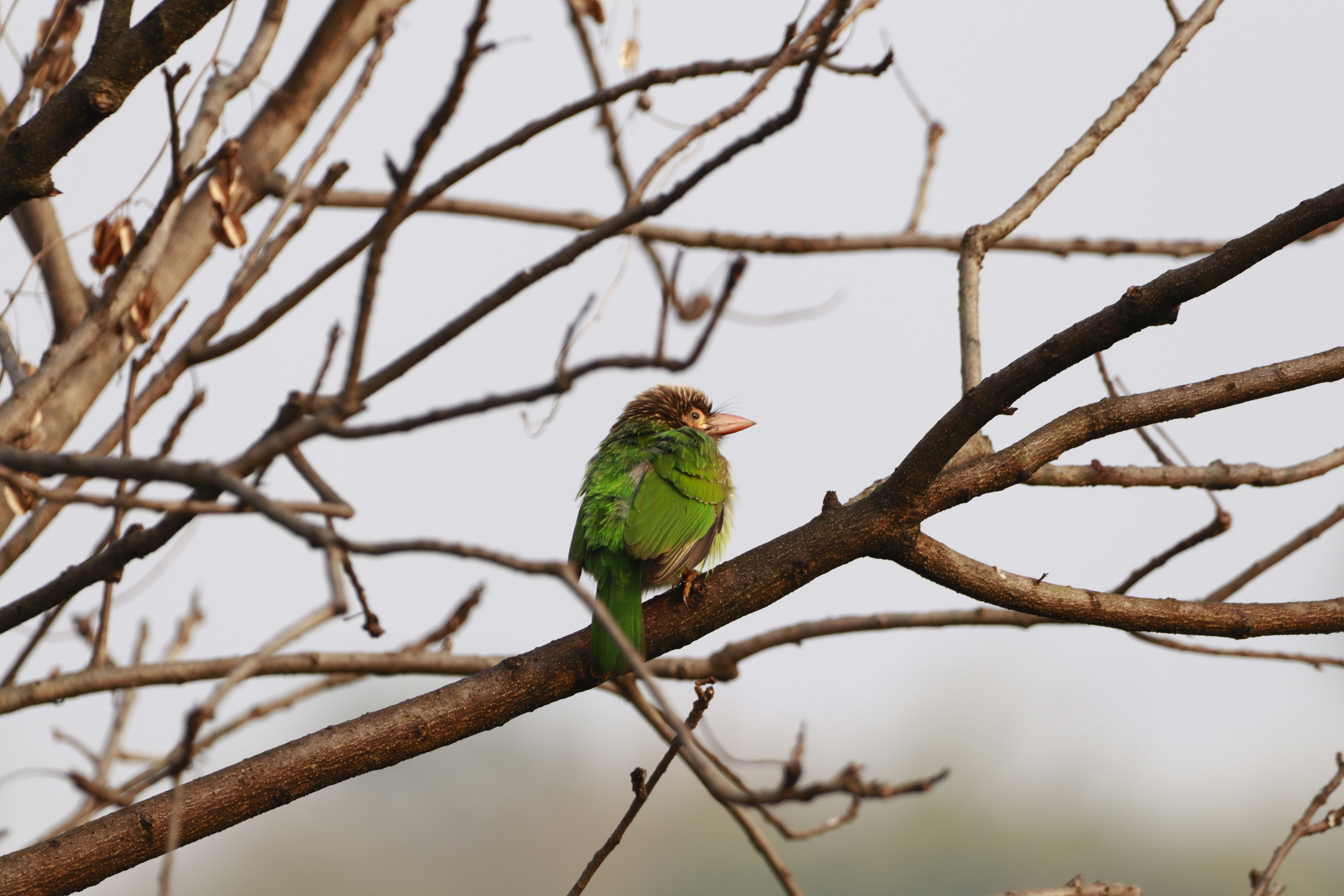 A green bird sitting on a branch of a tree photo – Free Green Image on ...