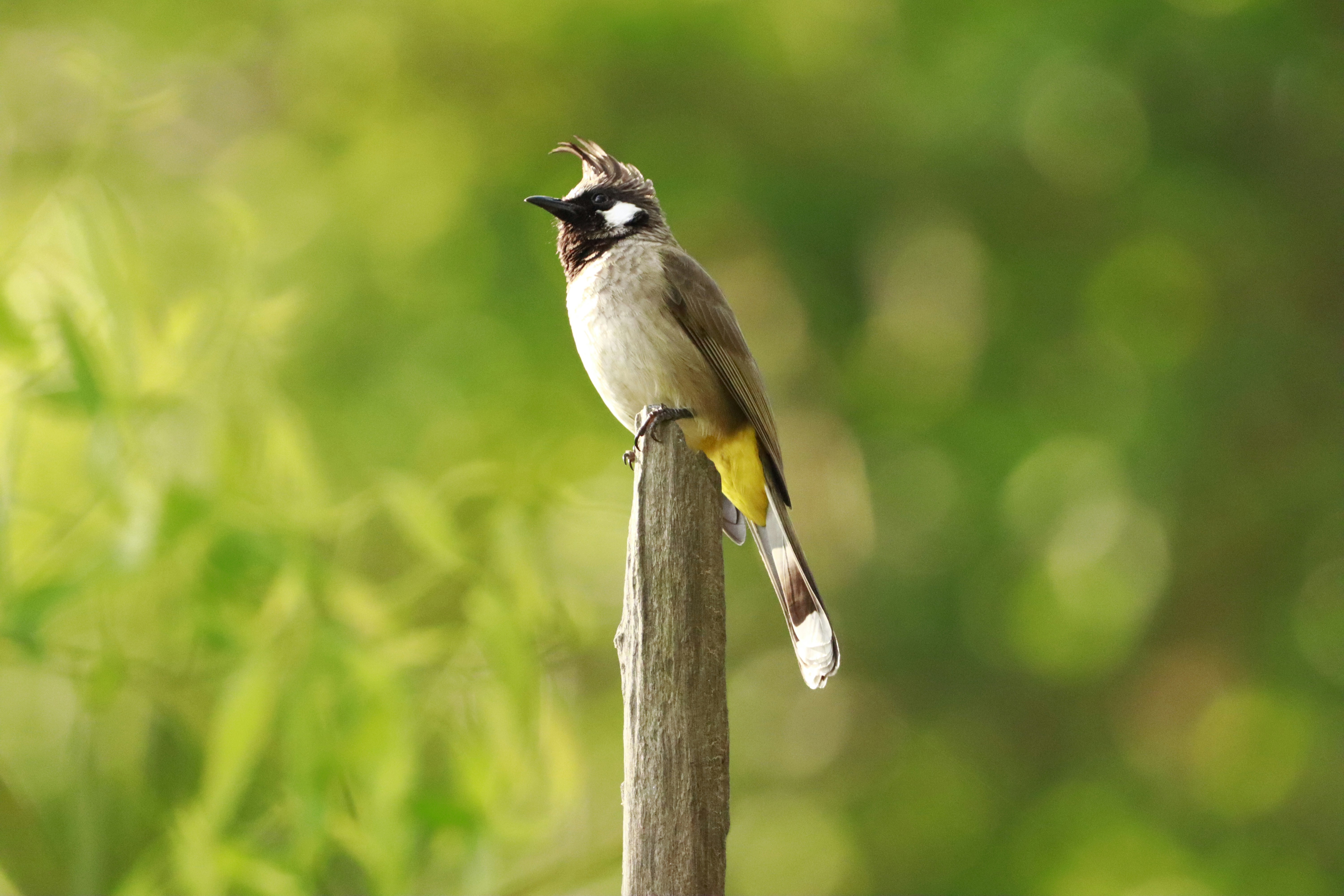 A small bird perched on top of a wooden pole photo – Free Animal Image ...