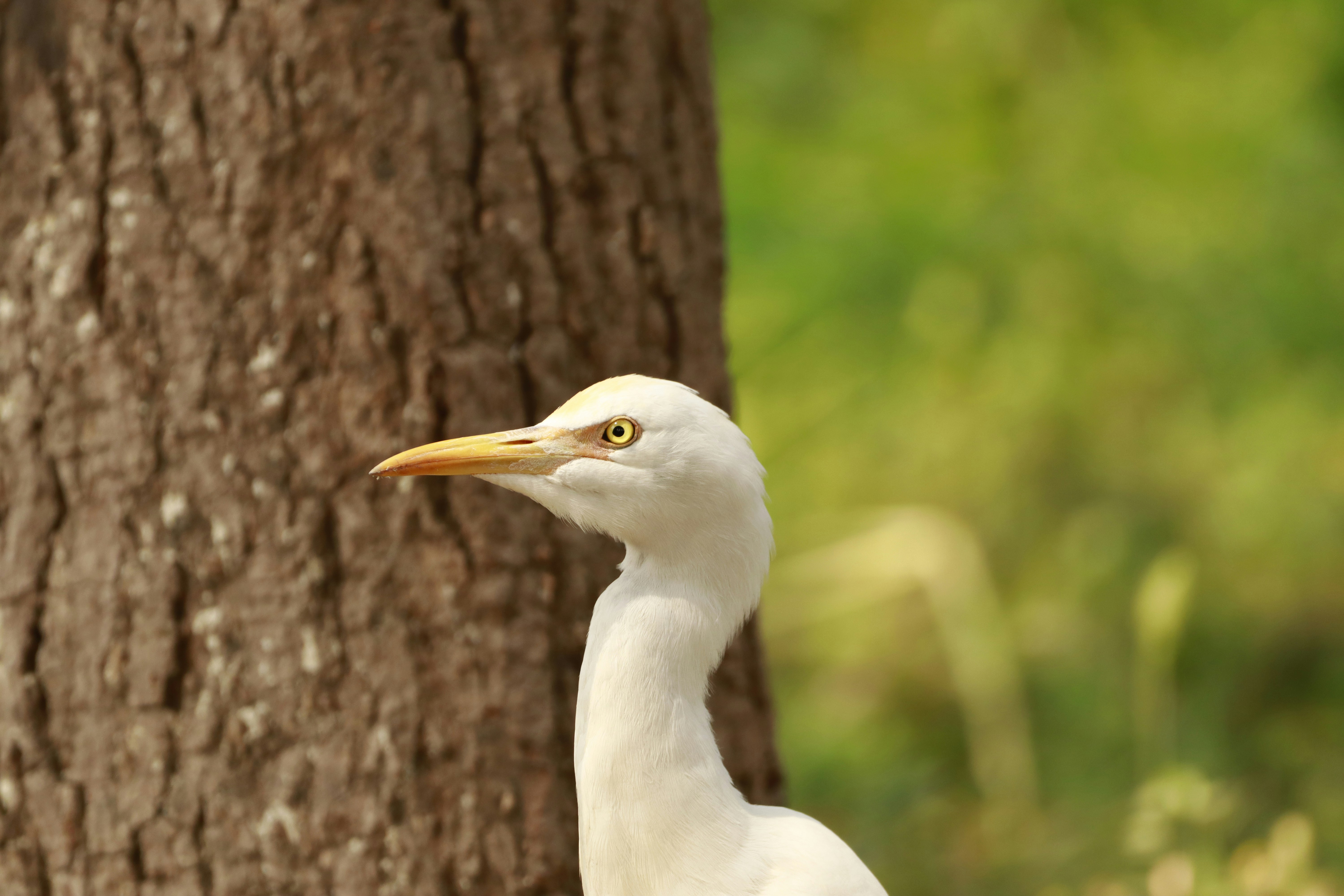 A white bird standing next to a tree photo – Free Brown Image on Unsplash