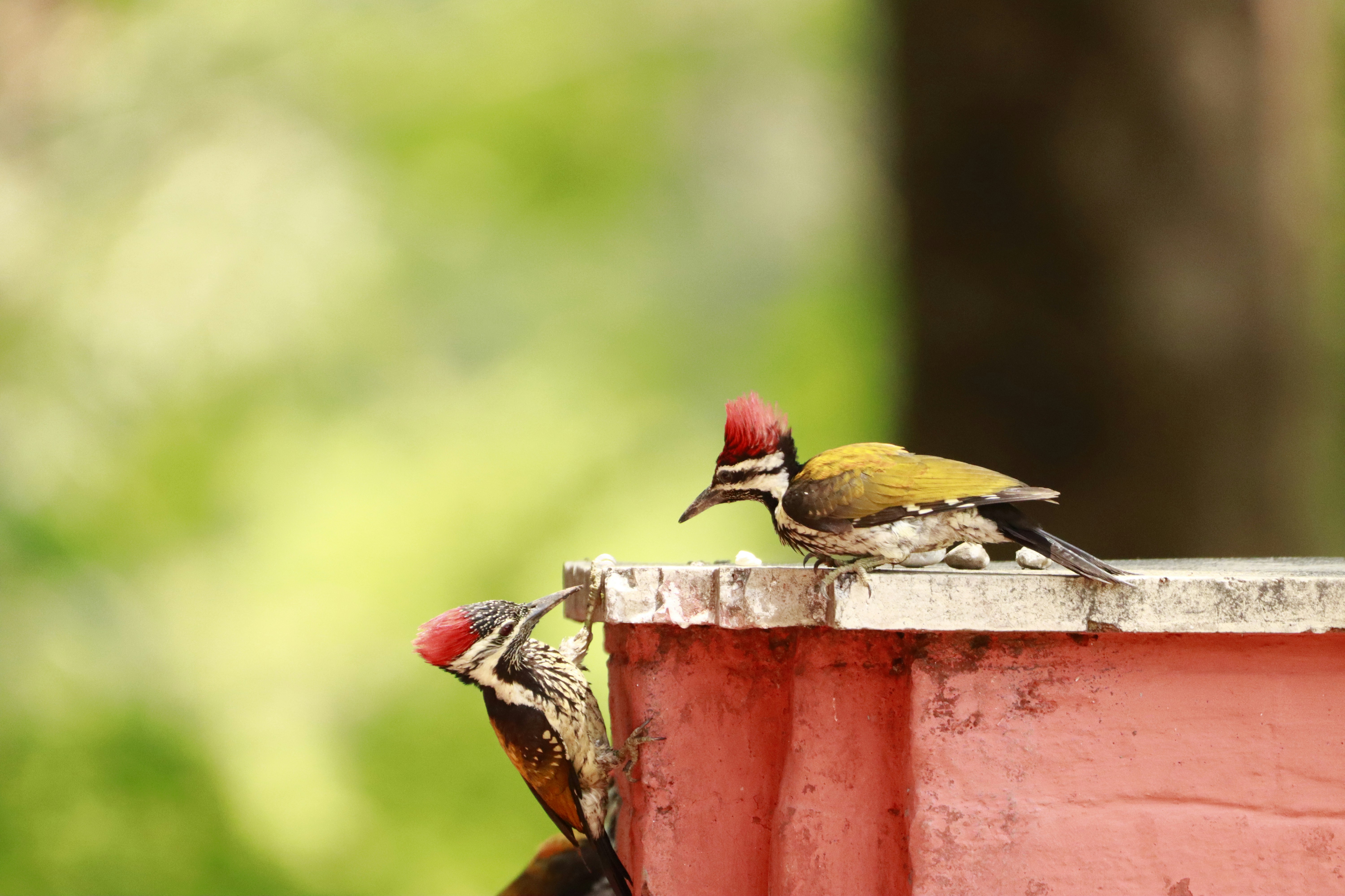 Budding Beaks at the Red Rooftop