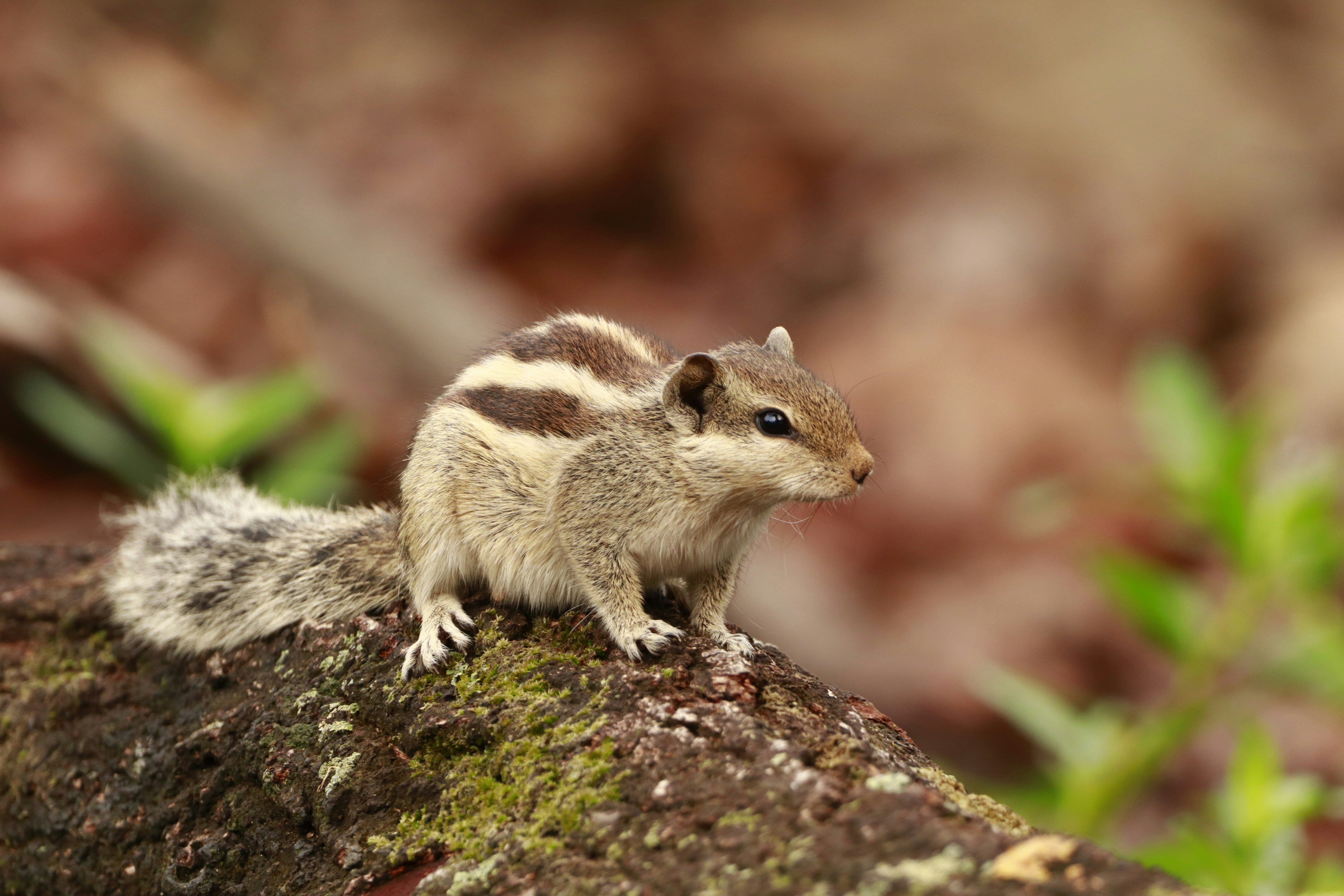 Forest Niche: A Chipmunk on a Mossy Rock