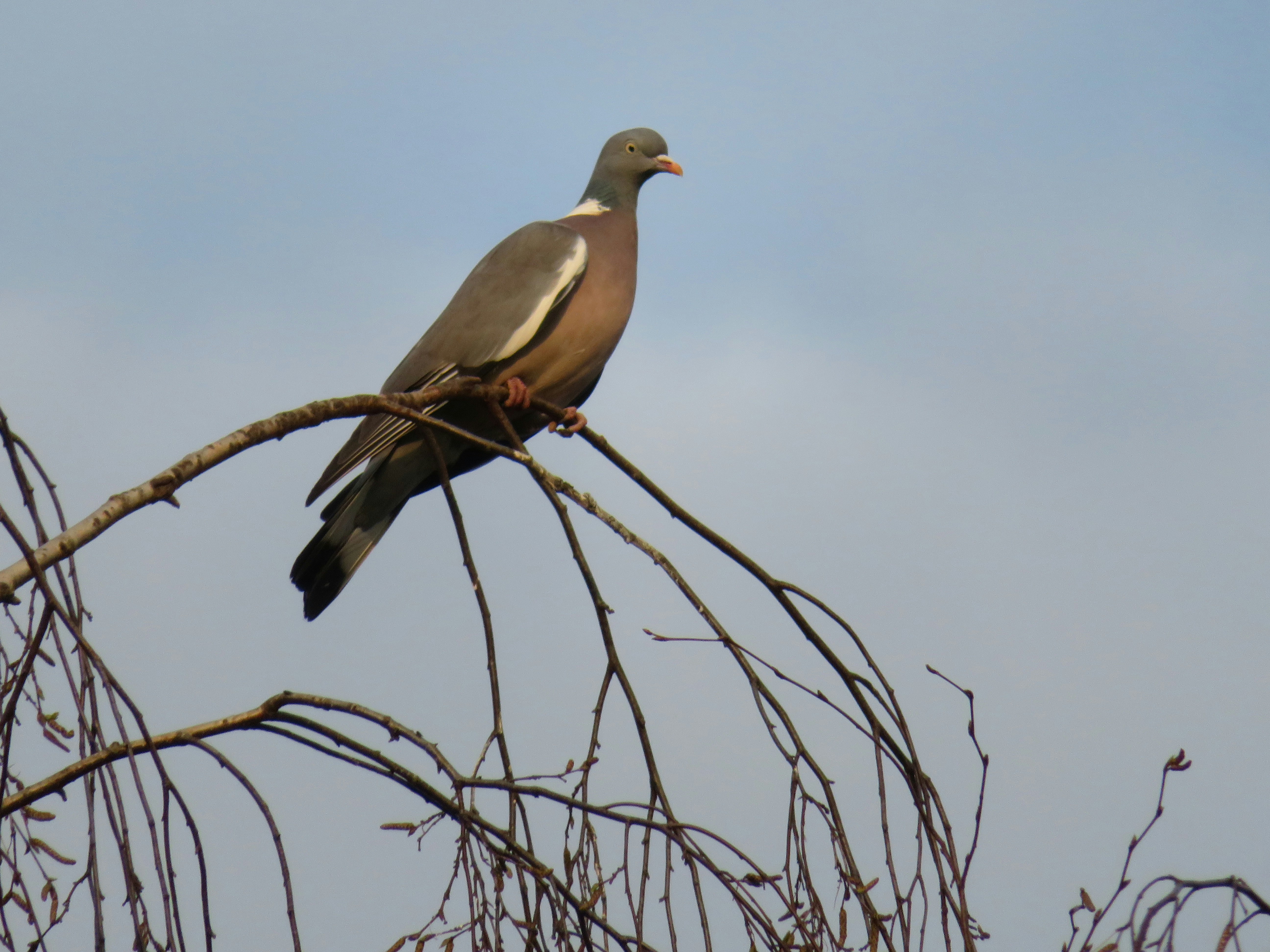 Pigeon perched on a bare, curved branch against a pale blue sky.