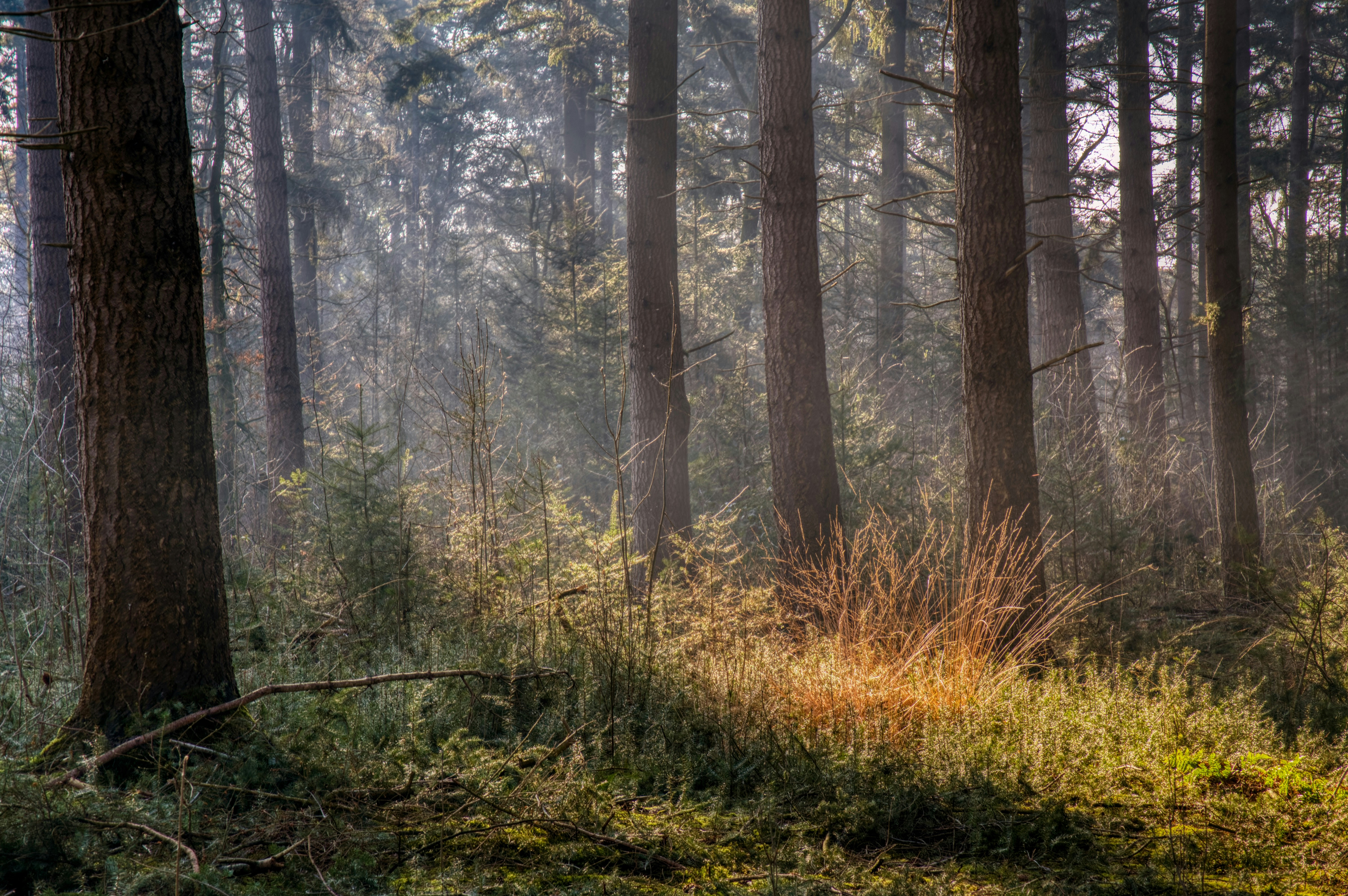 Sunlight filtering through tall trees illuminates a patch of vibrant grass and brush in a serene forest setting.
