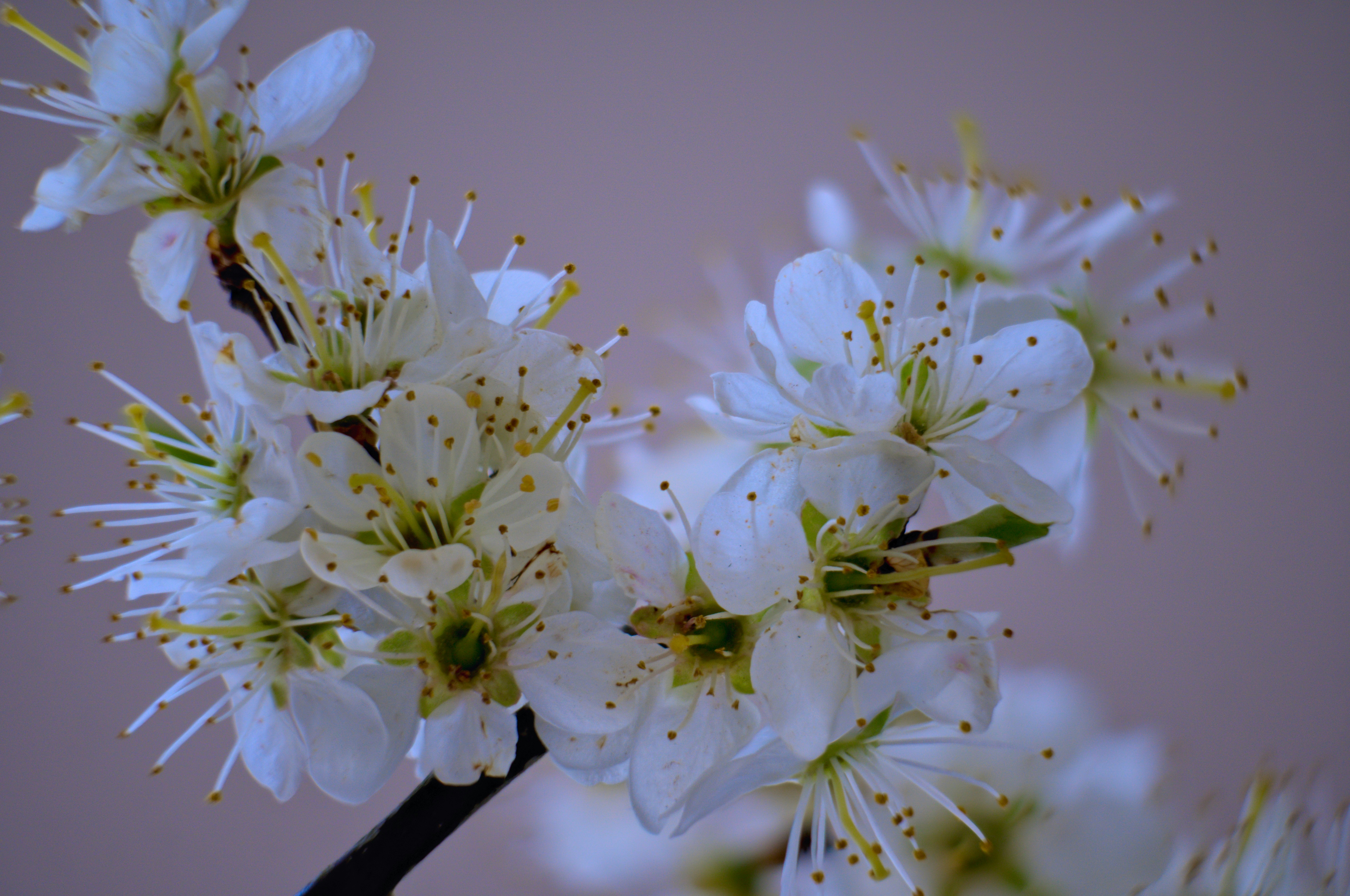 Whispering White Blossoms on a Velvet Pink Backdrop
