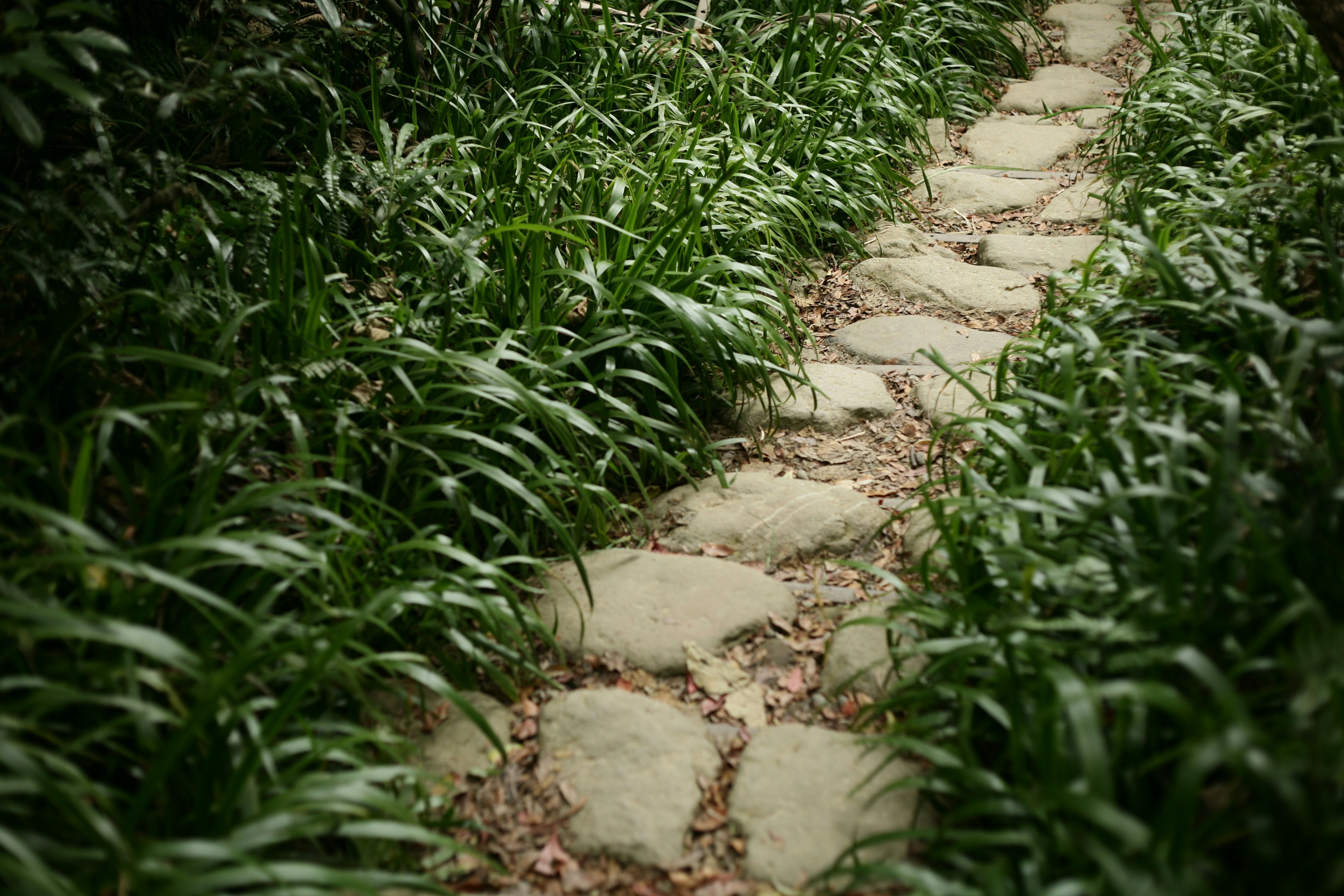 Un chemin de pierre au milieu d’une zone herbeuse photo – Photo Chemin ...