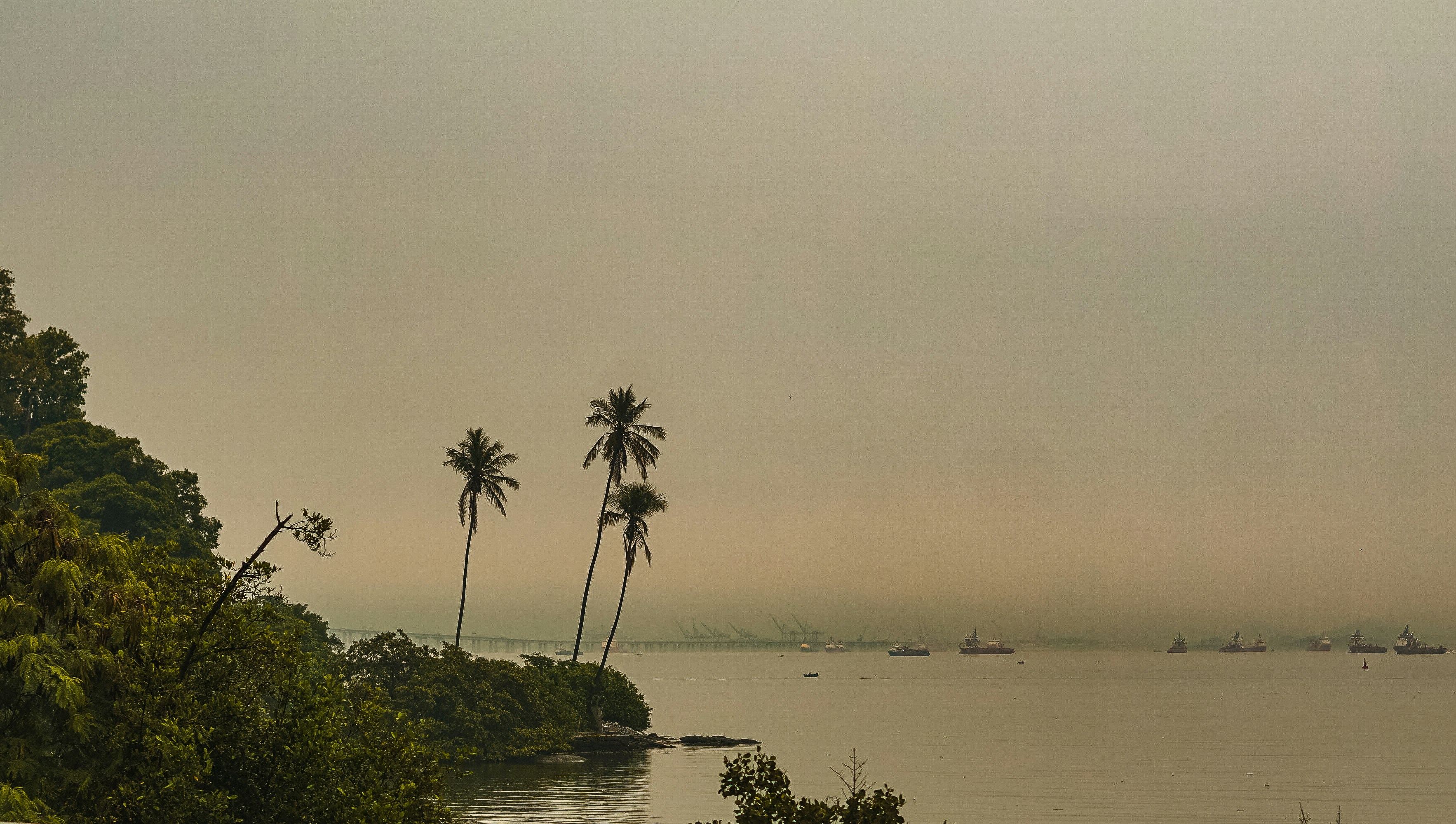 Palm trees silhouetted against a hazy sky, overlooking a tranquil body of water.