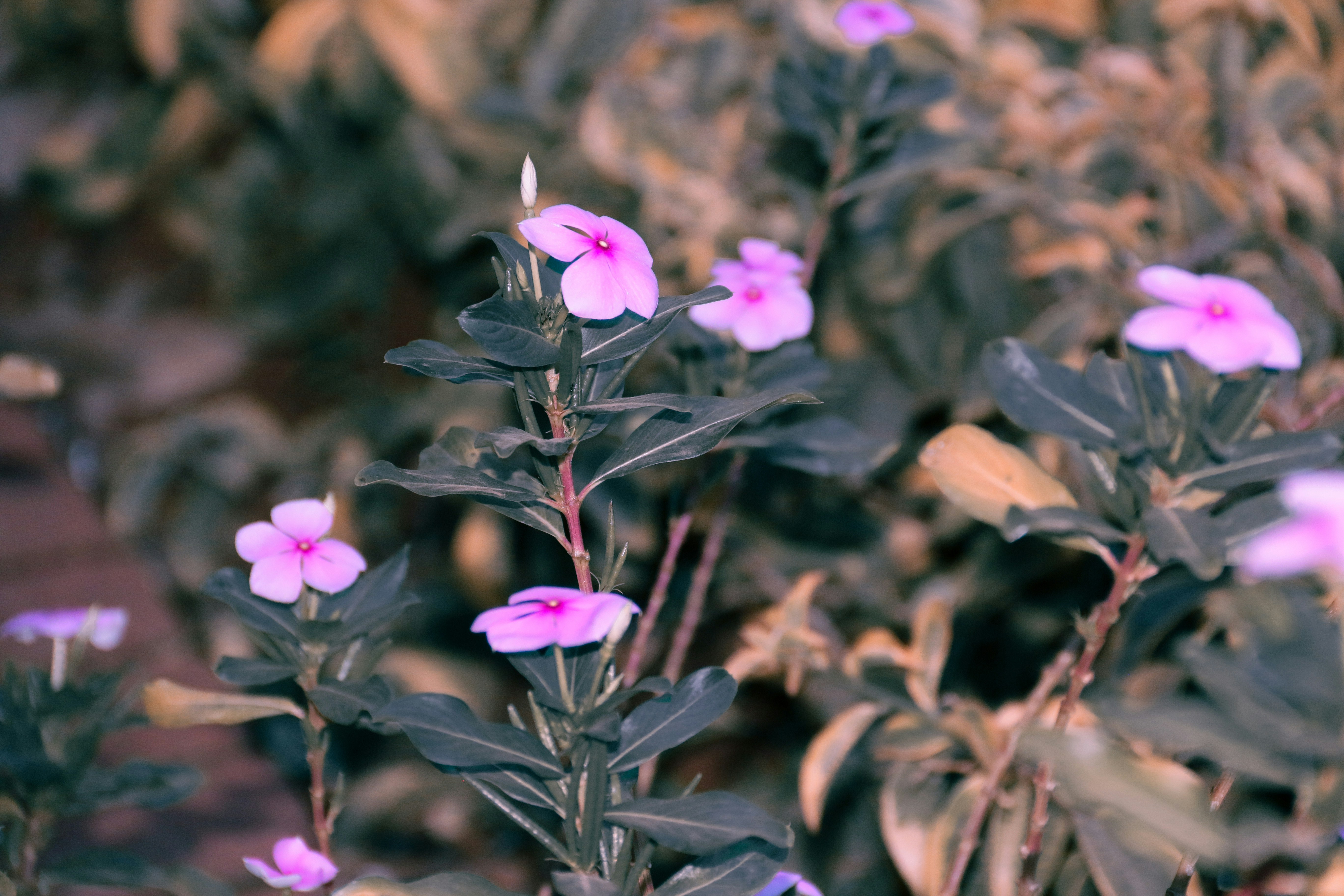 Petals in Soft Focus: Pink Garden Microcosm