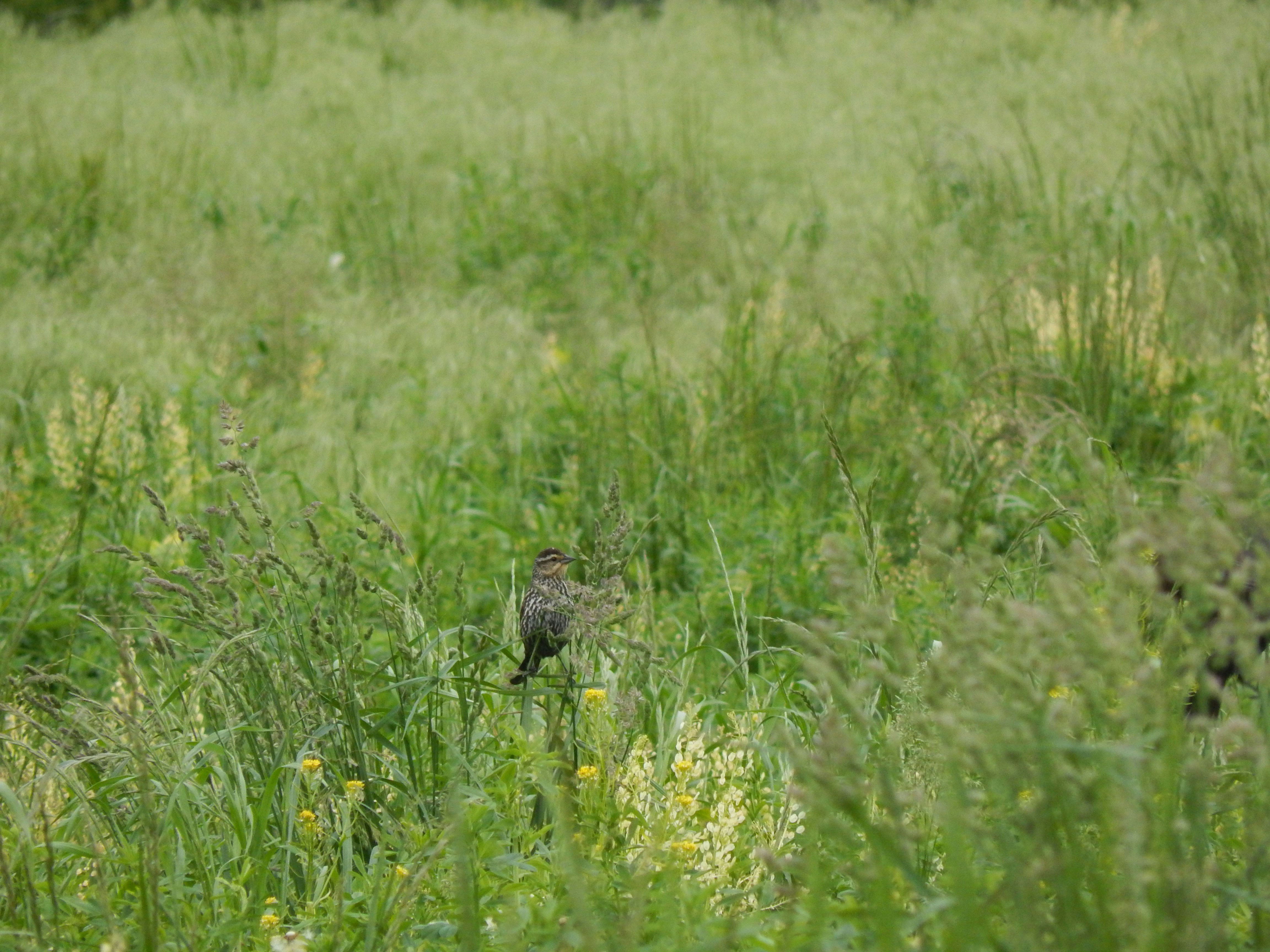 A bird stands amidst a lush, green field dotted with wildflowers, embodying the tranquility of a summer day.