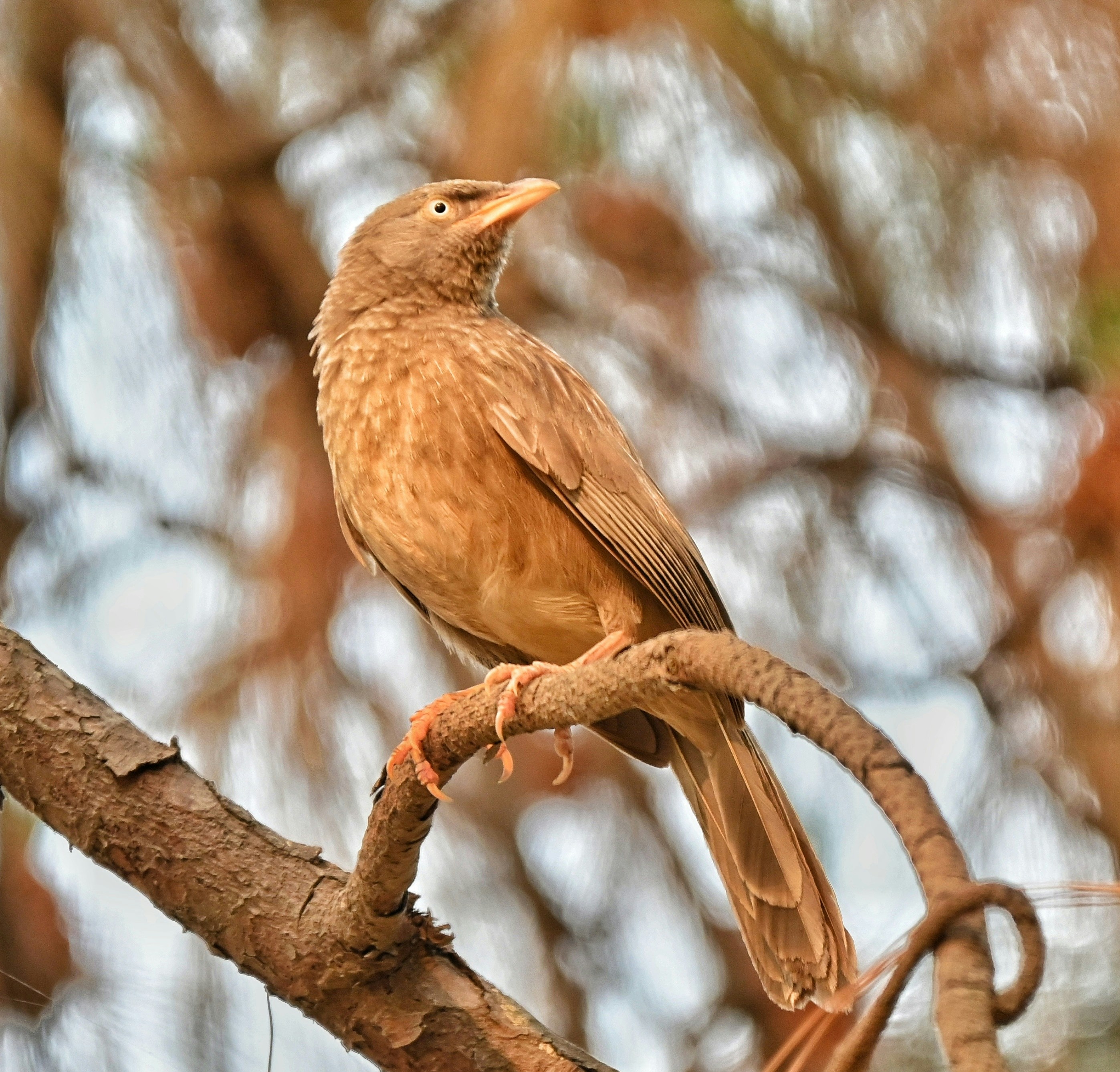 Un pájaro marrón sentado en la cima de la rama de un árbol foto ...