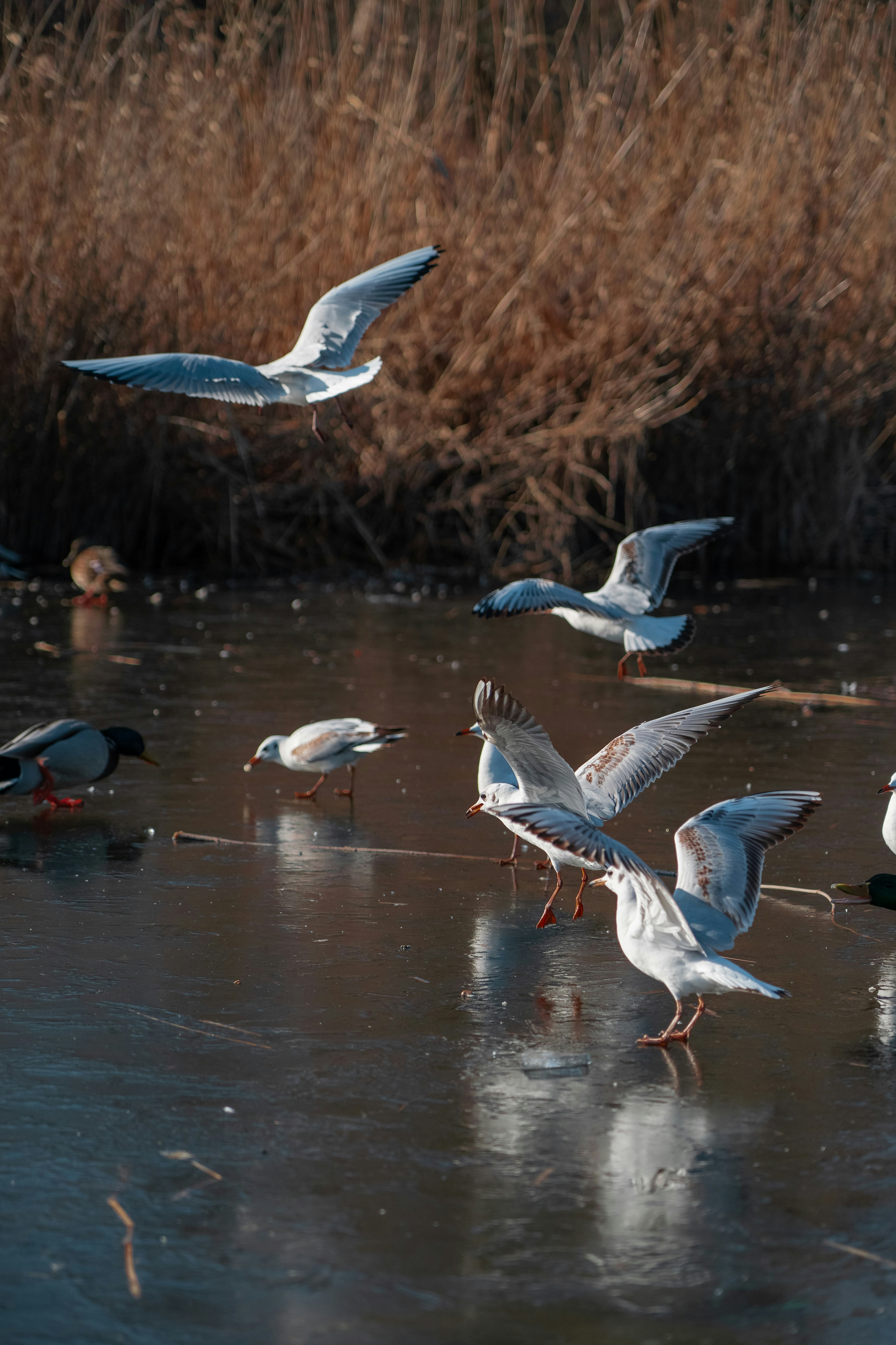 A flock of birds standing on top of a frozen lake photo – Free Warsaw ...