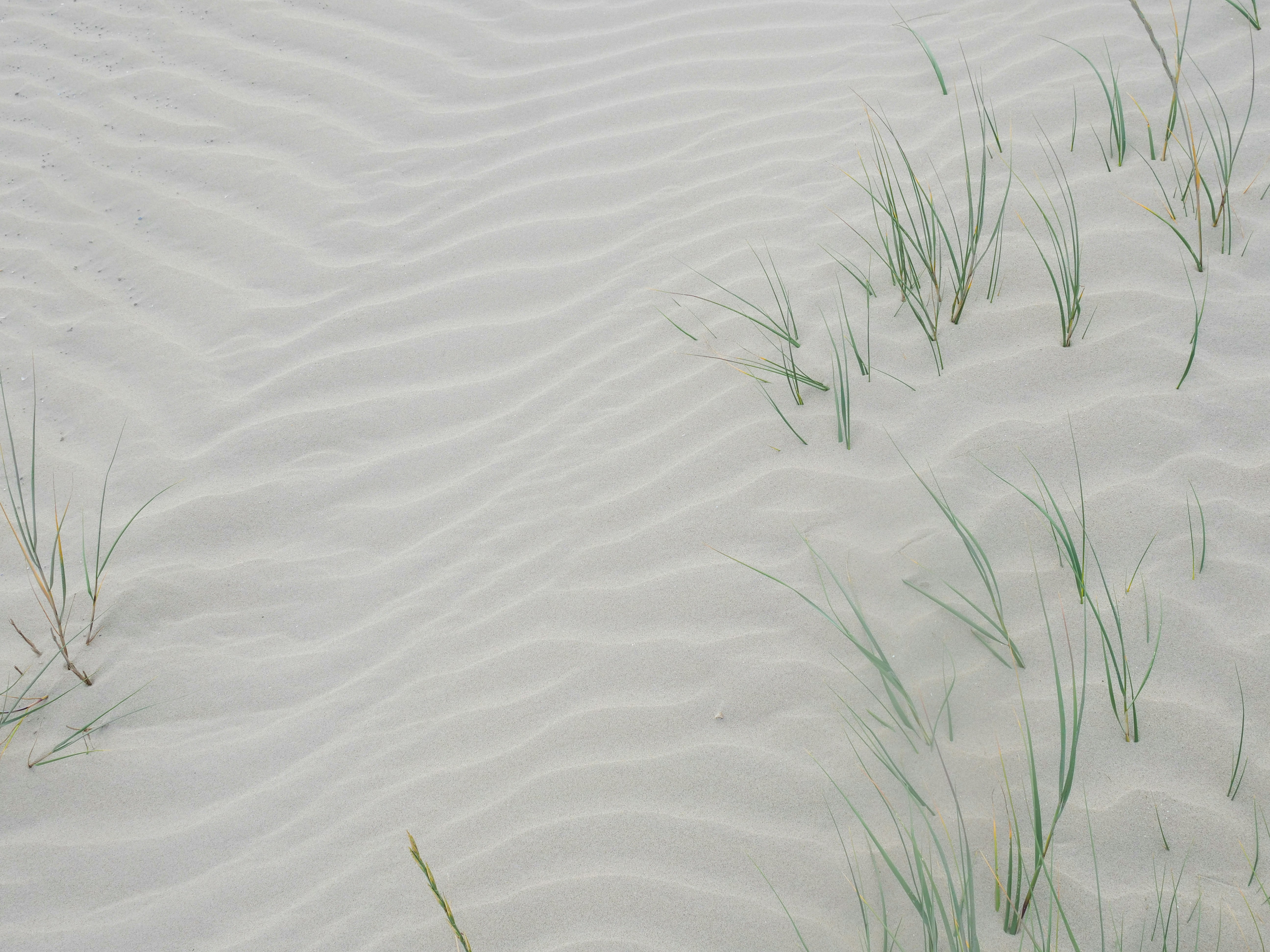 Emerald Tufts in a Wind-Wracked Dune: A Quiet Textural Study