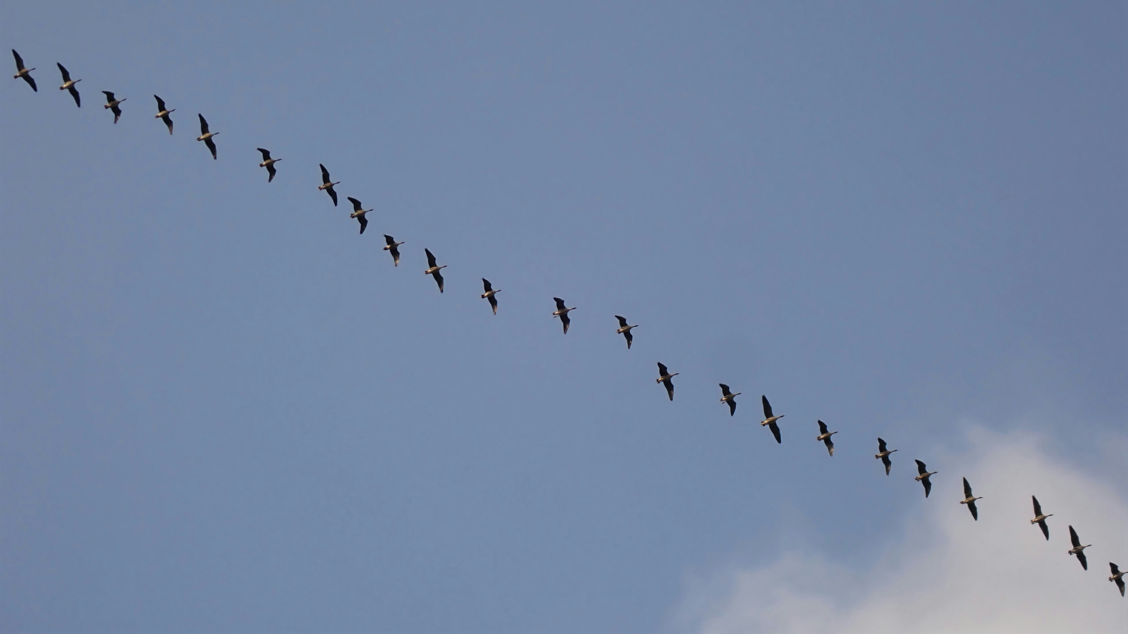A long line of birds flying in the sky photo – Free Flying Image on ...