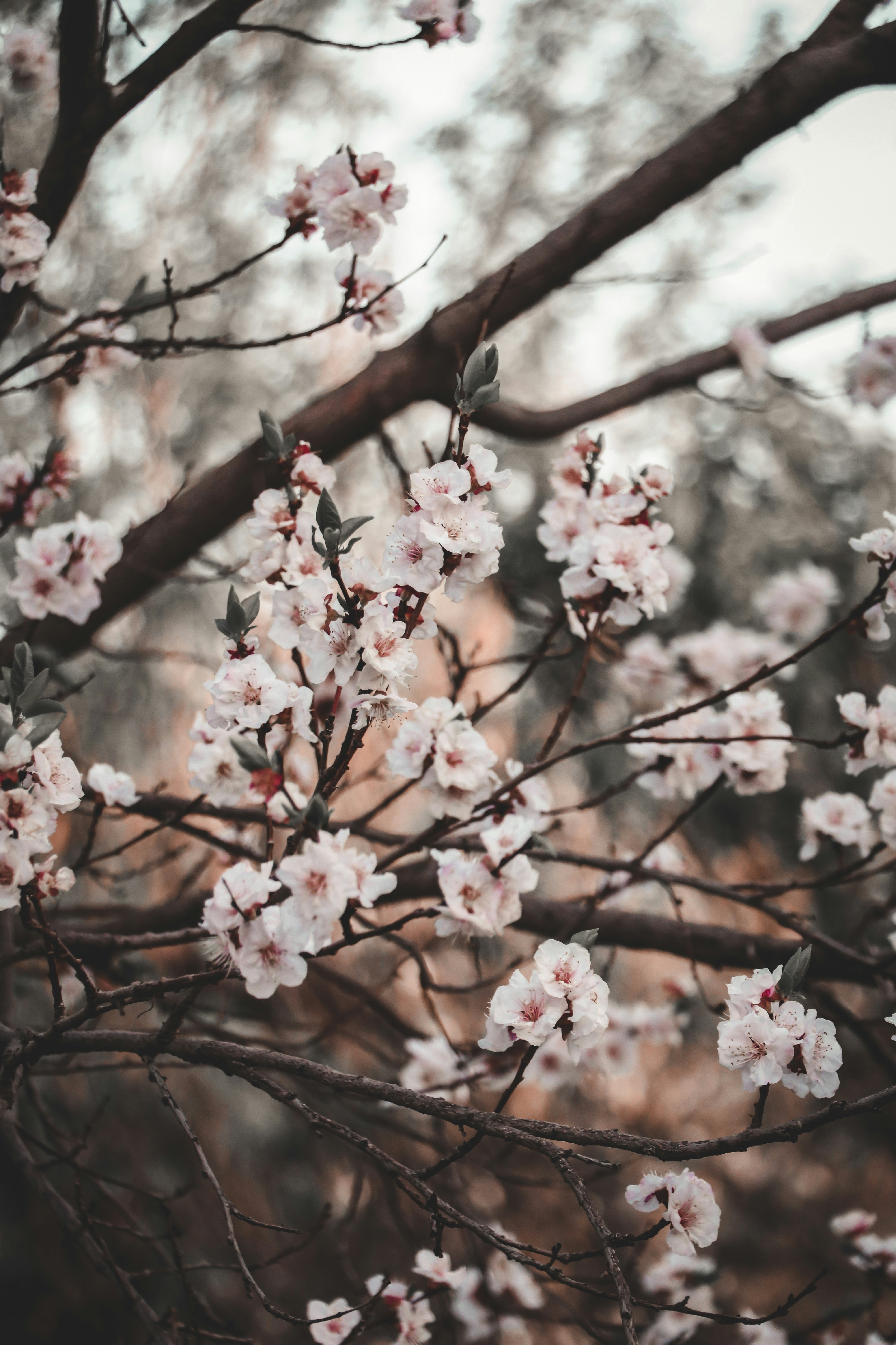 Delicate cherry blossoms adorn a gnarled branch, capturing the essence of early spring. Soft hues blend harmoniously in the background.