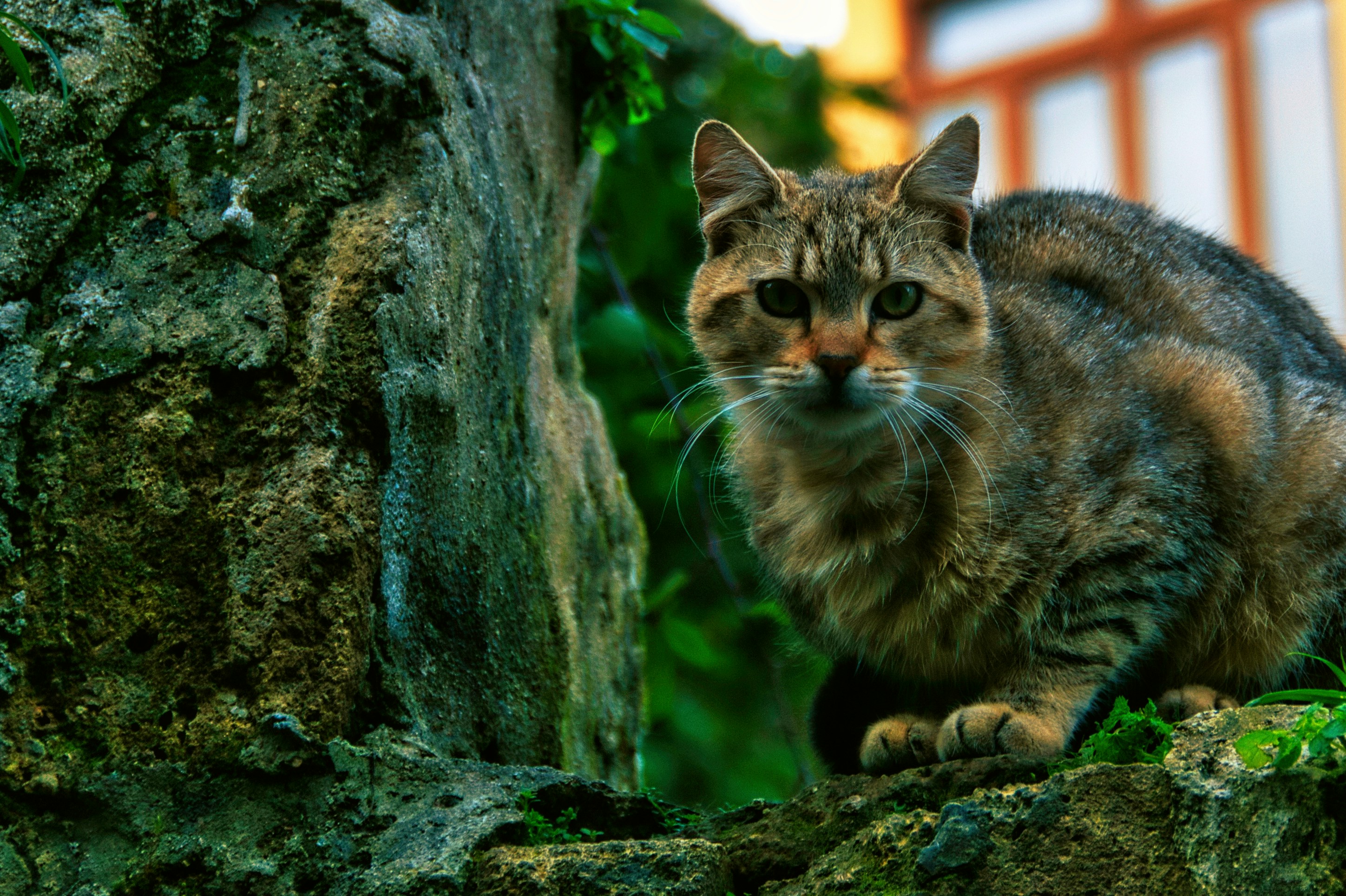 A tabby cat poised on a moss-covered stone, surrounded by lush greenery, exuding a sense of watchfulness. The warm light enhances the cat's features.
