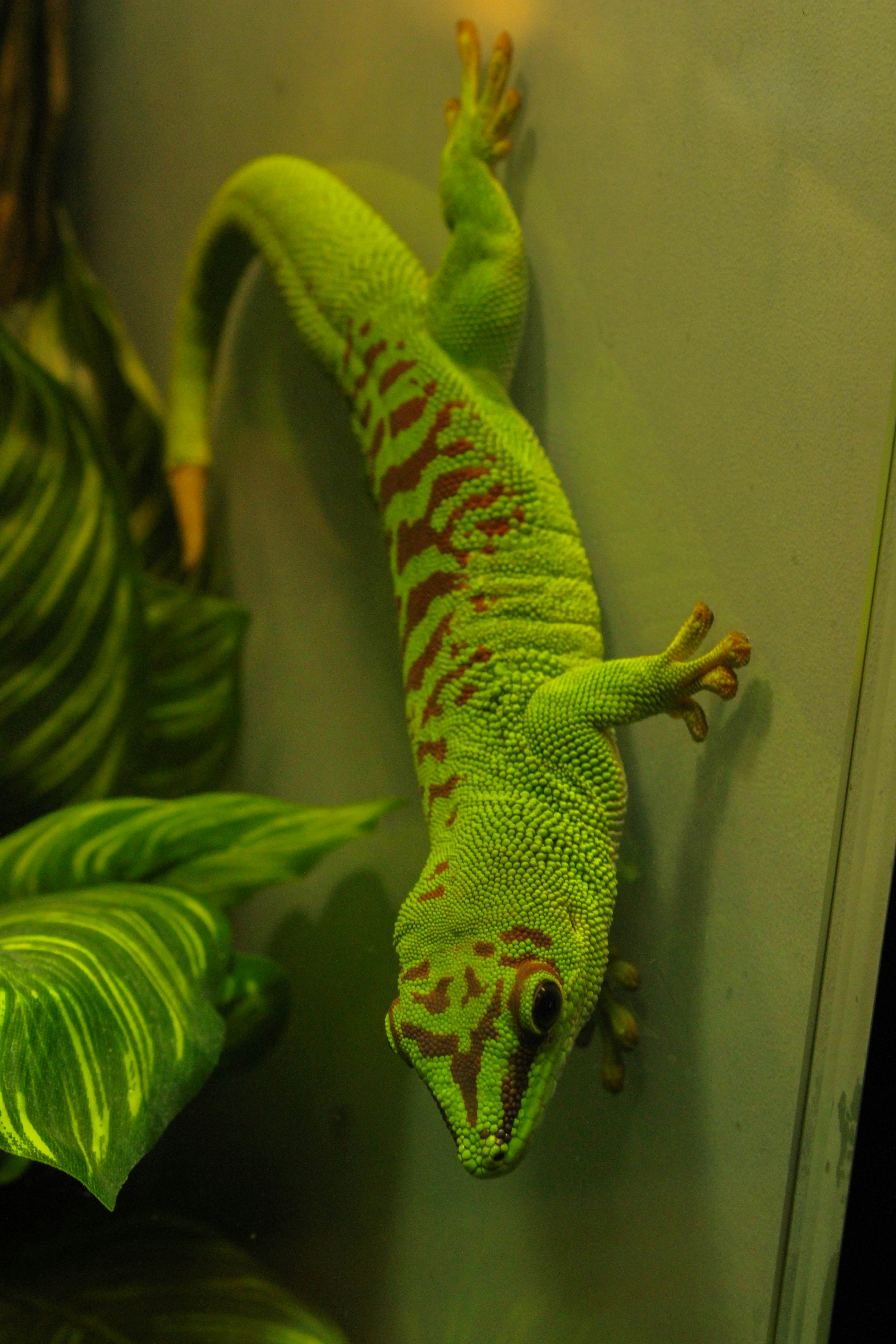 Vibrant green gecko with striking red markings clings to a glass surface, surrounded by lush foliage. The scene captures the reptile's intricate textures and colors.