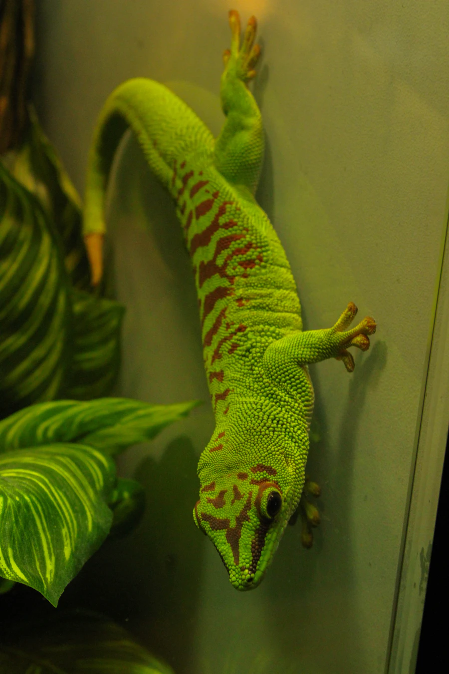 Bright green gecko with red markings clings vertically to a smooth wall beside broad striped leaves. Its head and eye are in sharp focus against a soft, green-tinted background.