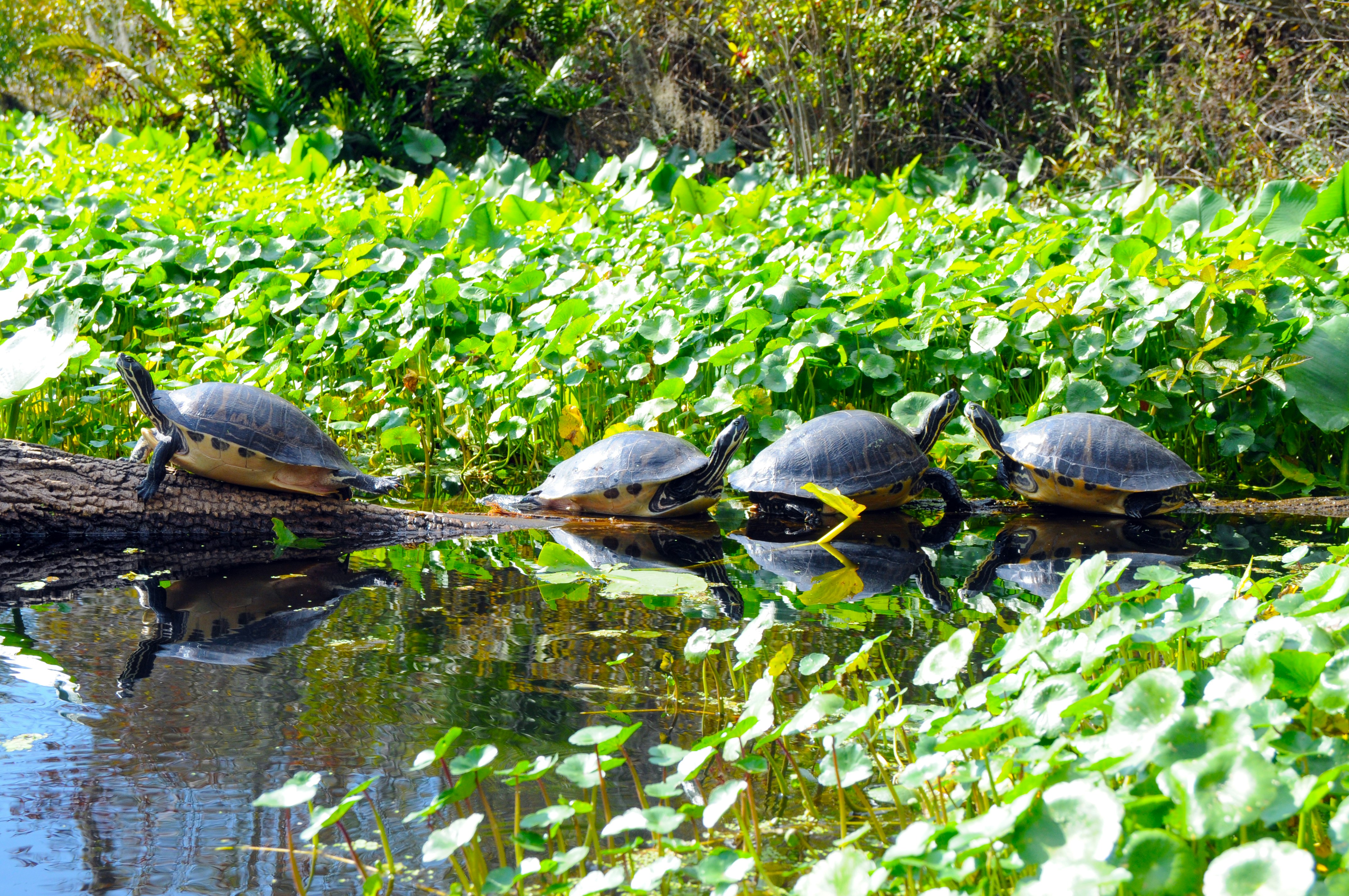 Group of turtles basking on a log beside a lush, green pond, surrounded by vibrant water lilies. 
