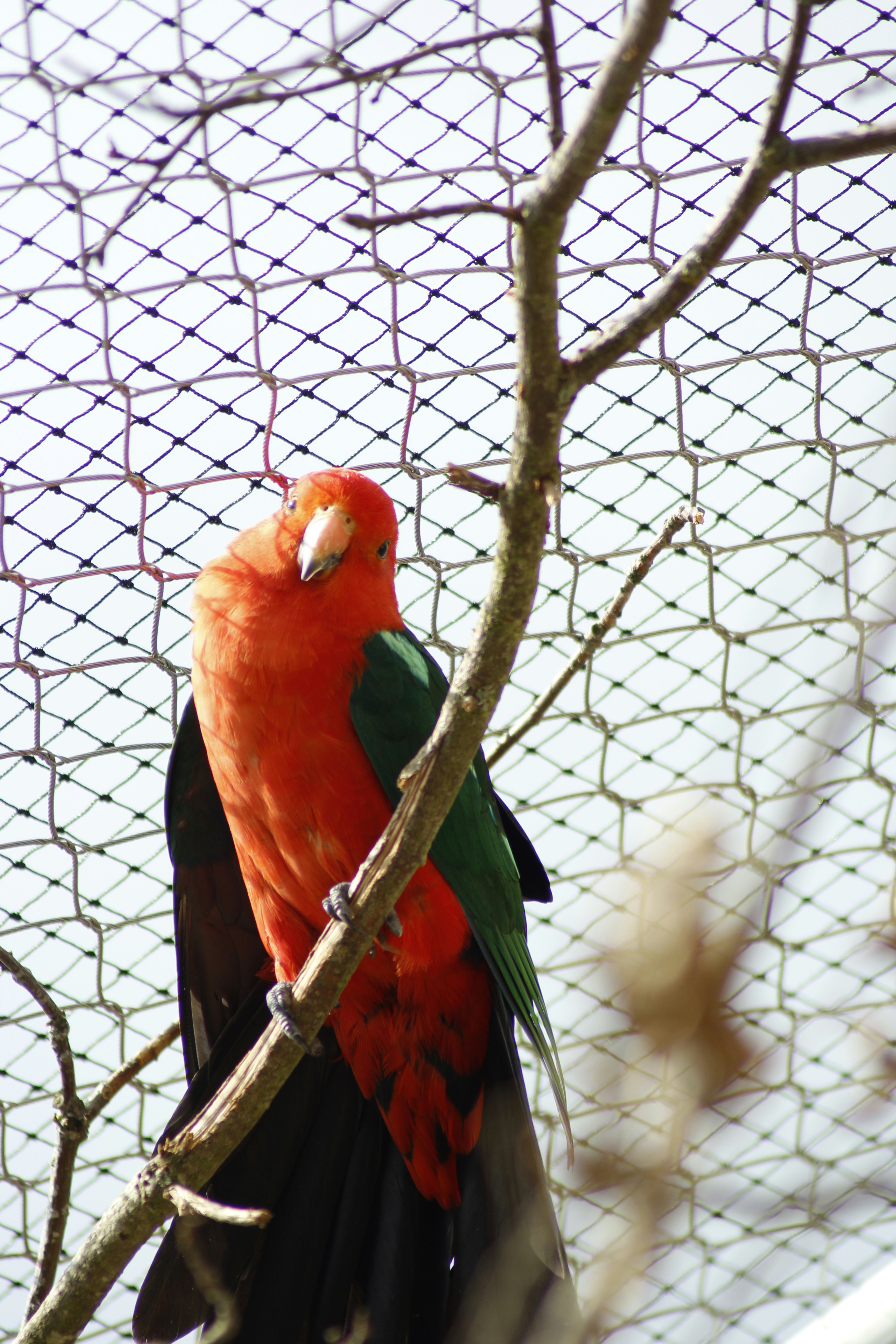 Bright orange bird perched on a branch, framed by a mesh enclosure. Its vivid plumage contrasts with the natural elements around it.