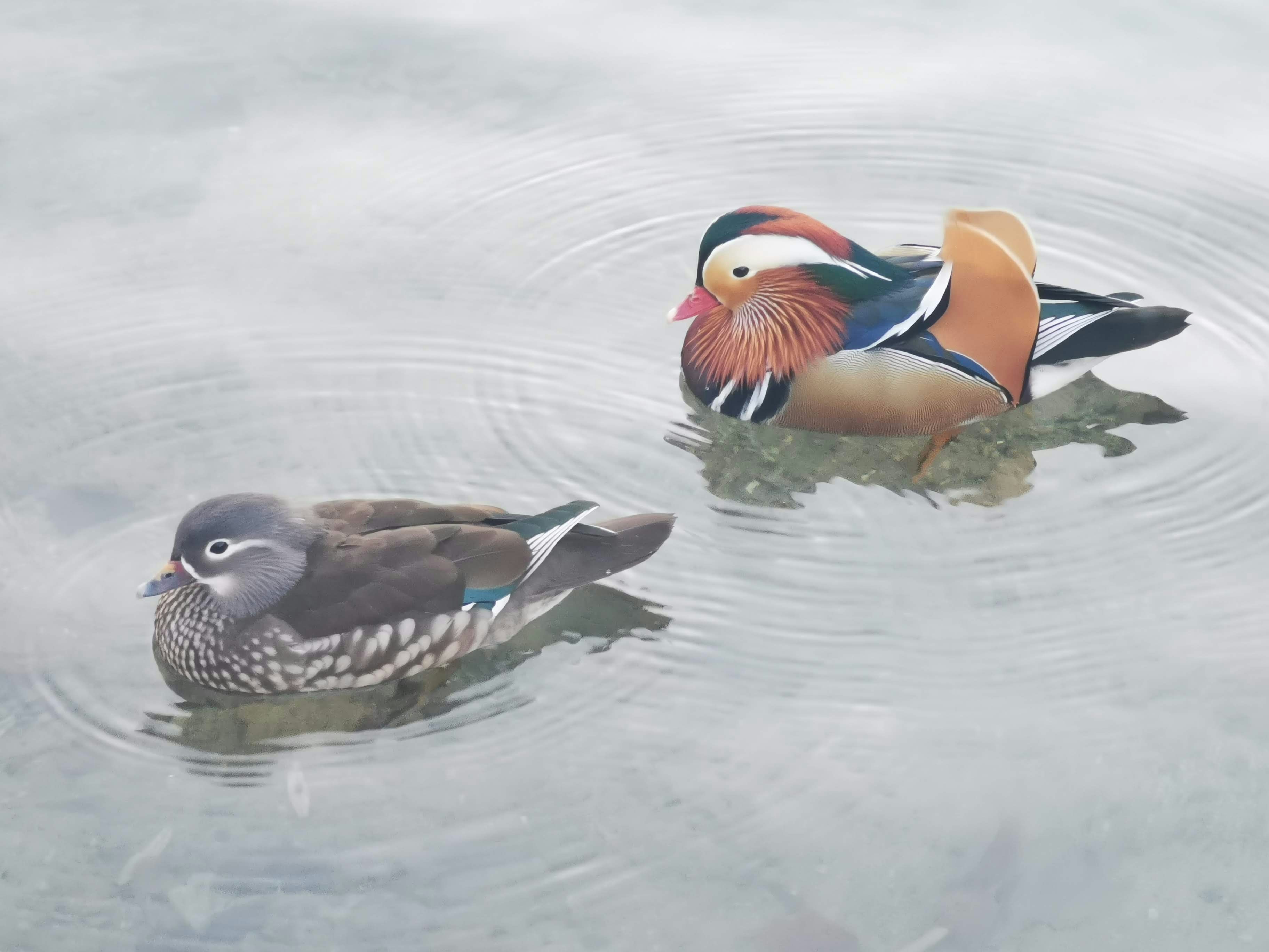A Pair of Mandarin Ducks Glide Through Calm, Misty Waters