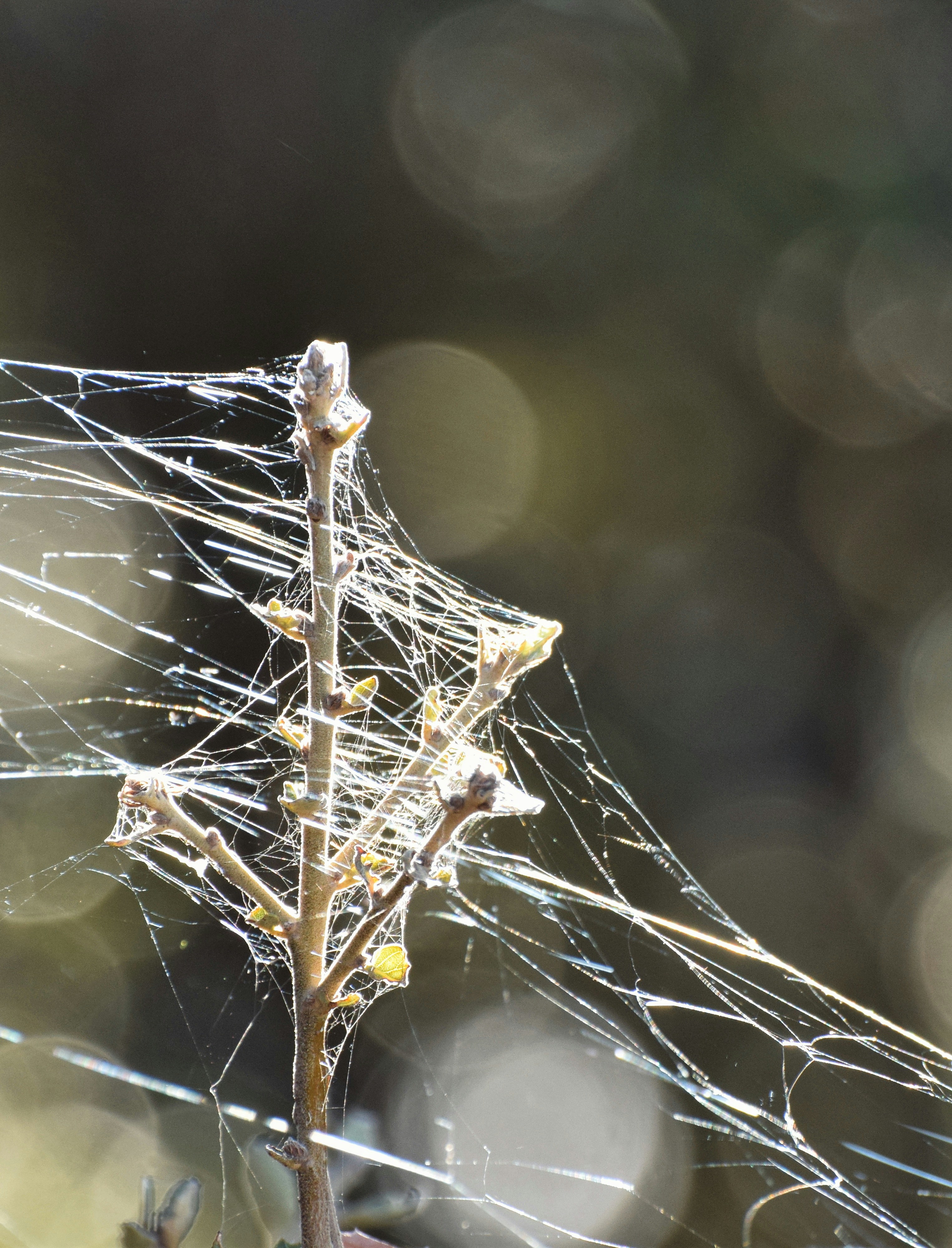 A close up of a spider web on a tree photo – Free Morocco Image on Unsplash