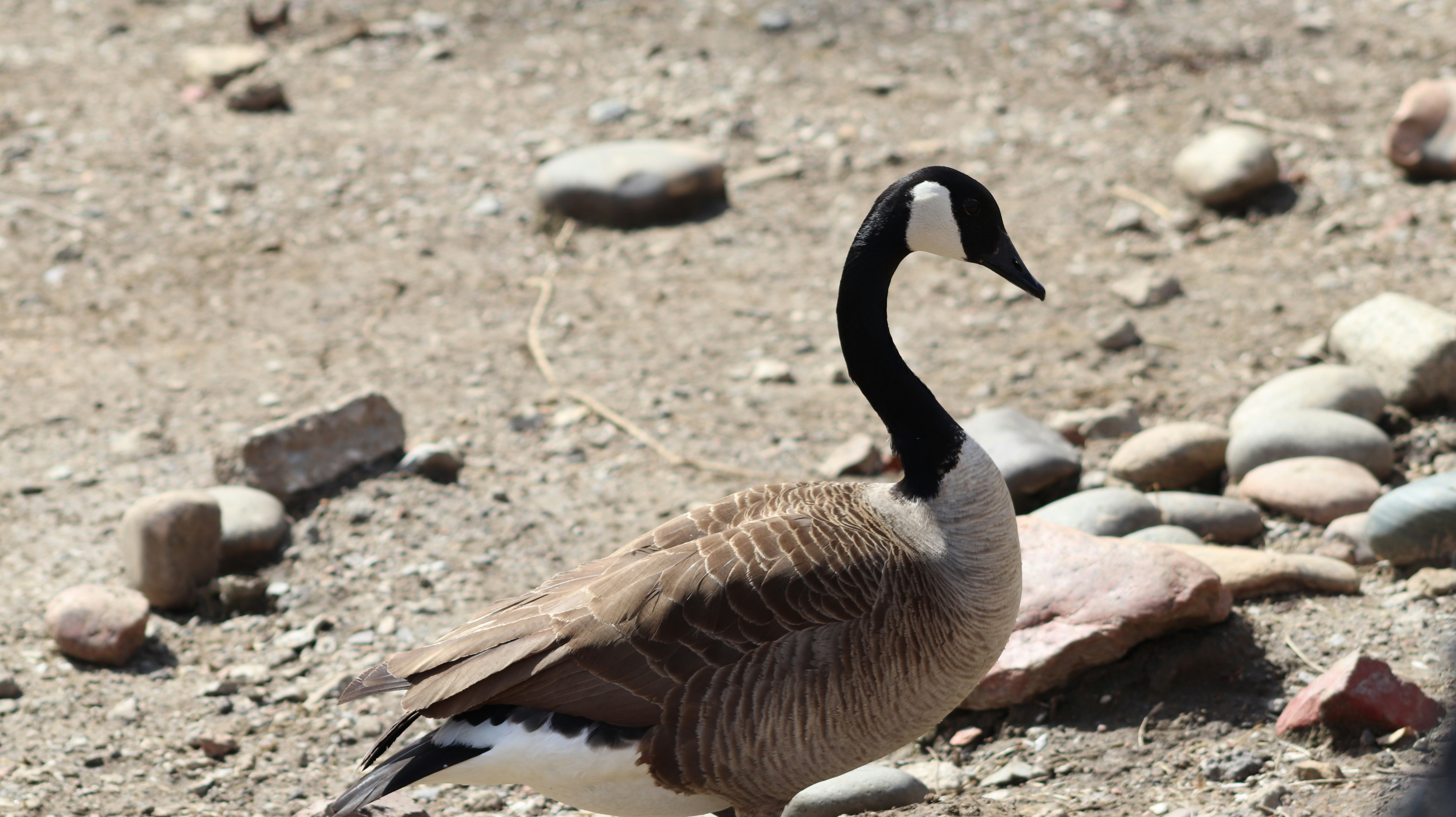Pebble-Ridden Shoreline: Curved-Neck Goose in Sunlit Silence