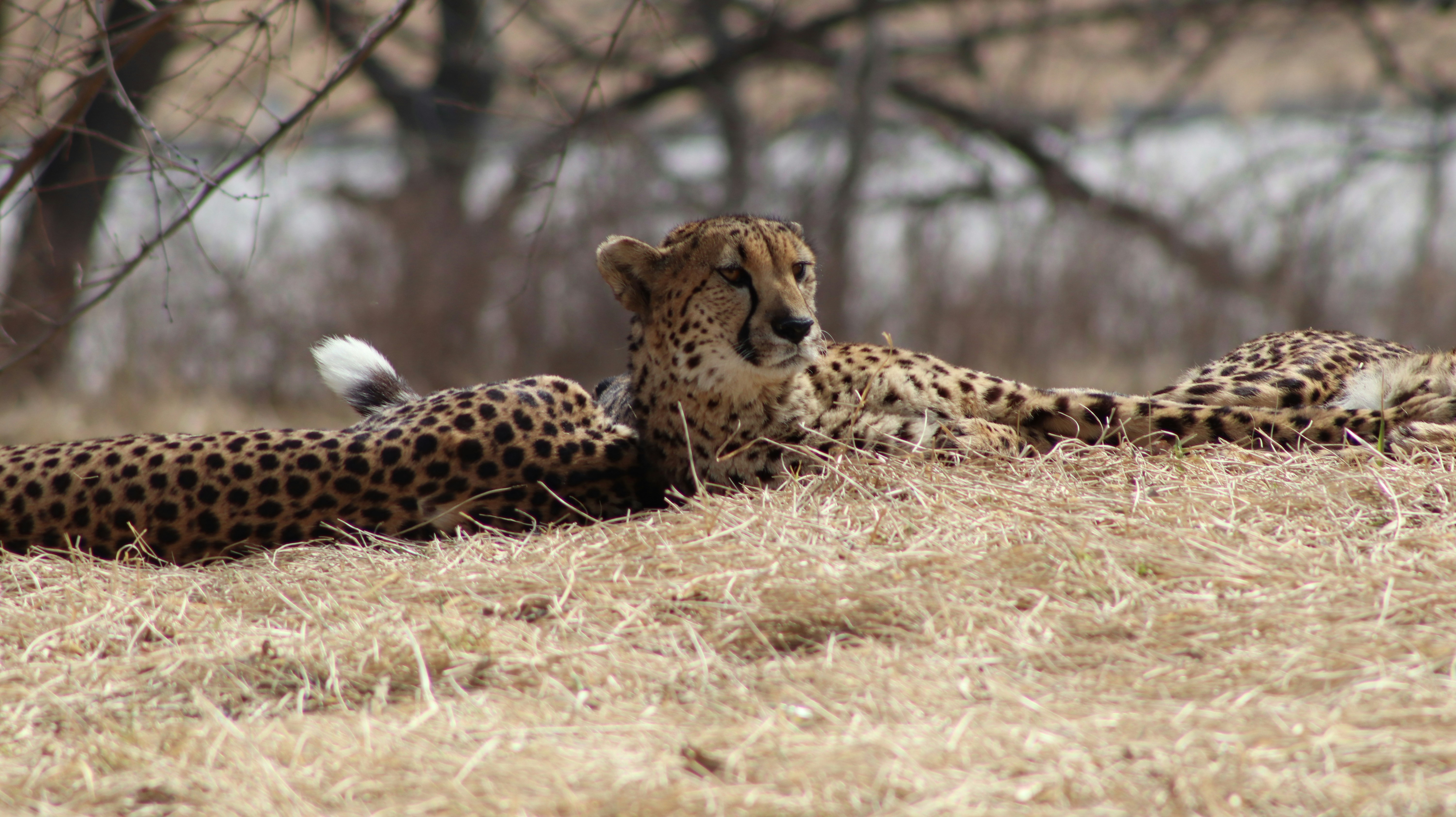 Gilded Siesta: A Cheetah Resting in Parched Grass