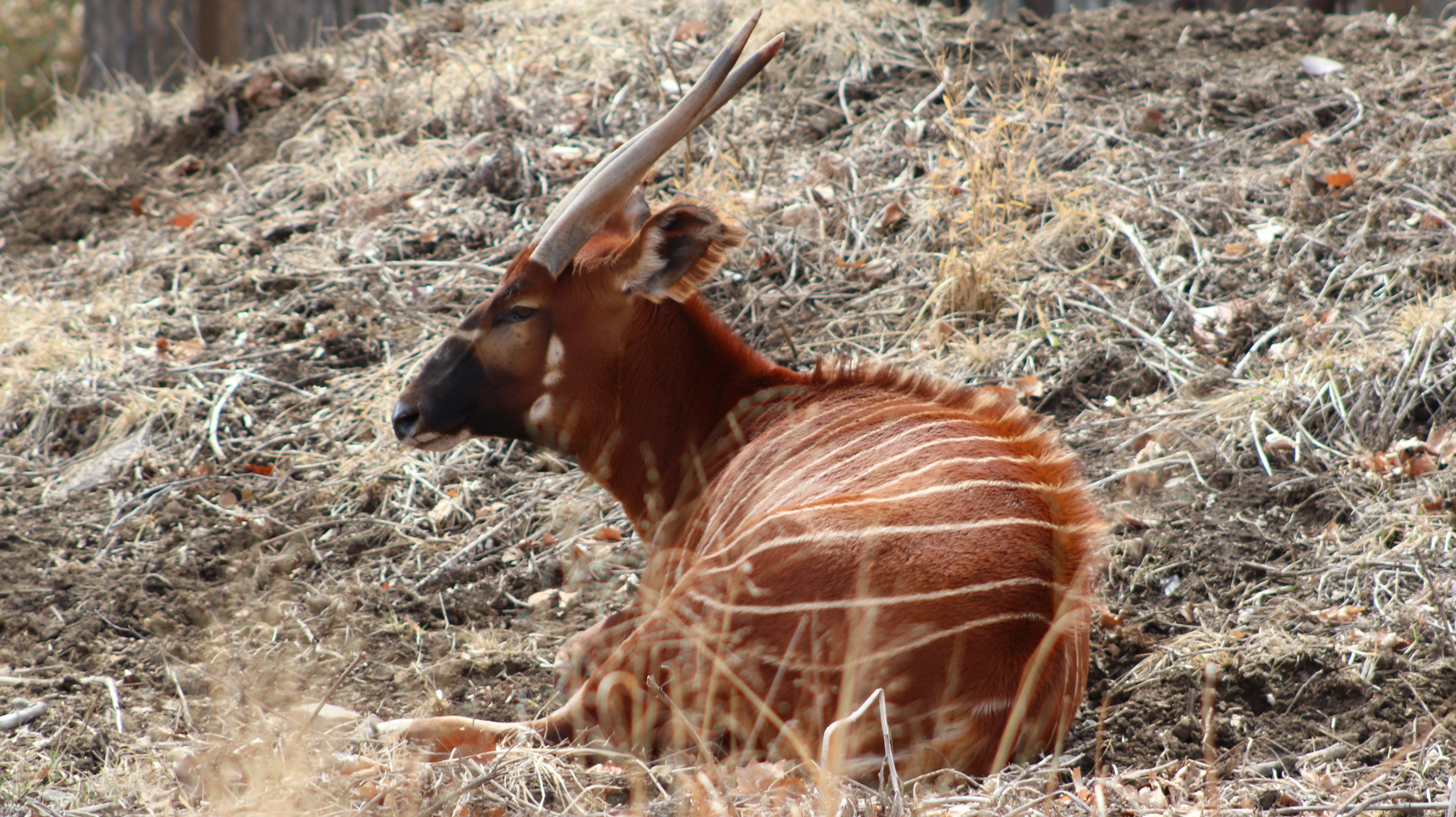 An antelope sitting in a field of dry grass photo – Free Brown Image on ...