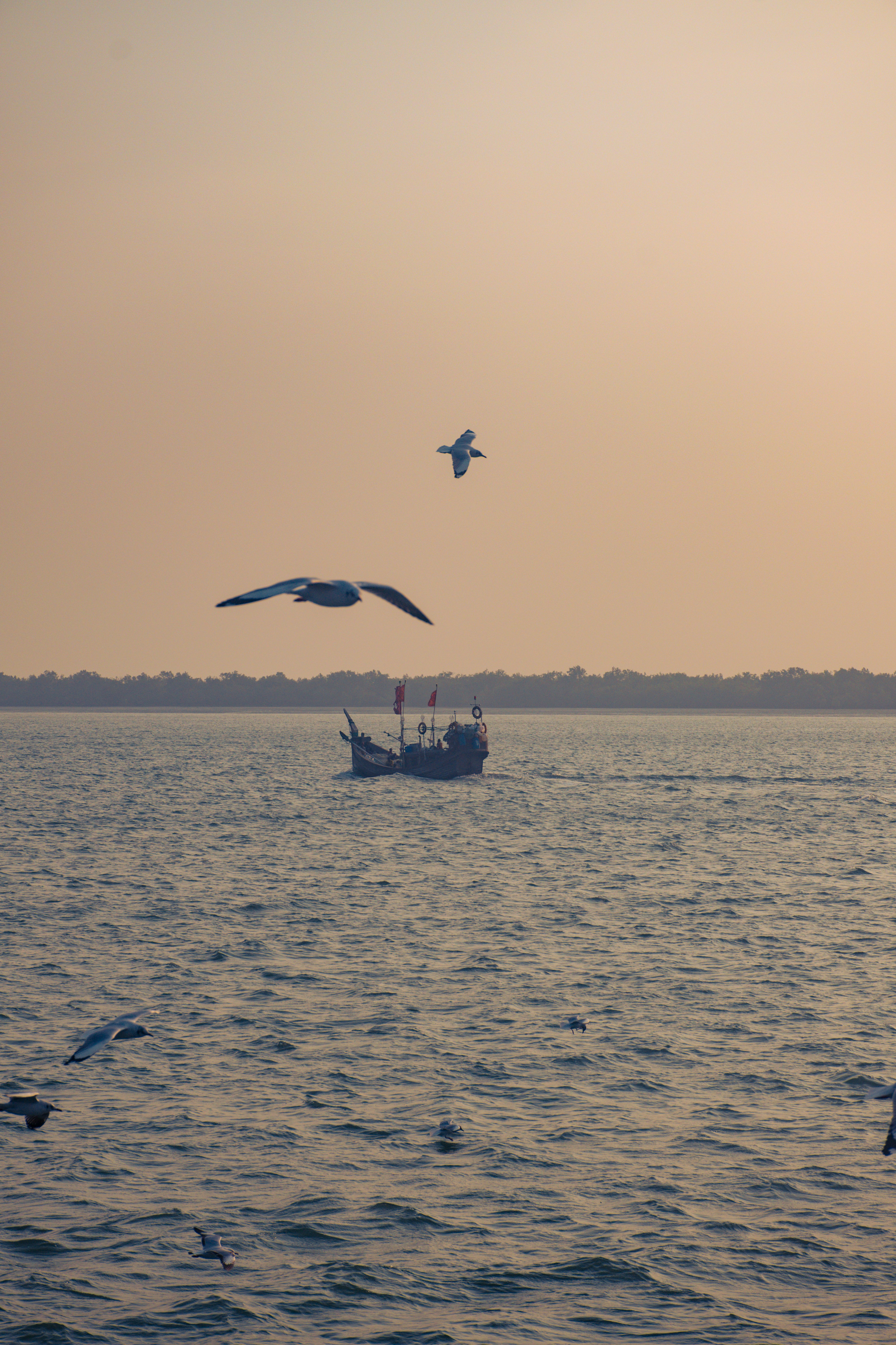 Un oiseau survolant un bateau dans l’océan photo – Photo Brun Gratuite ...
