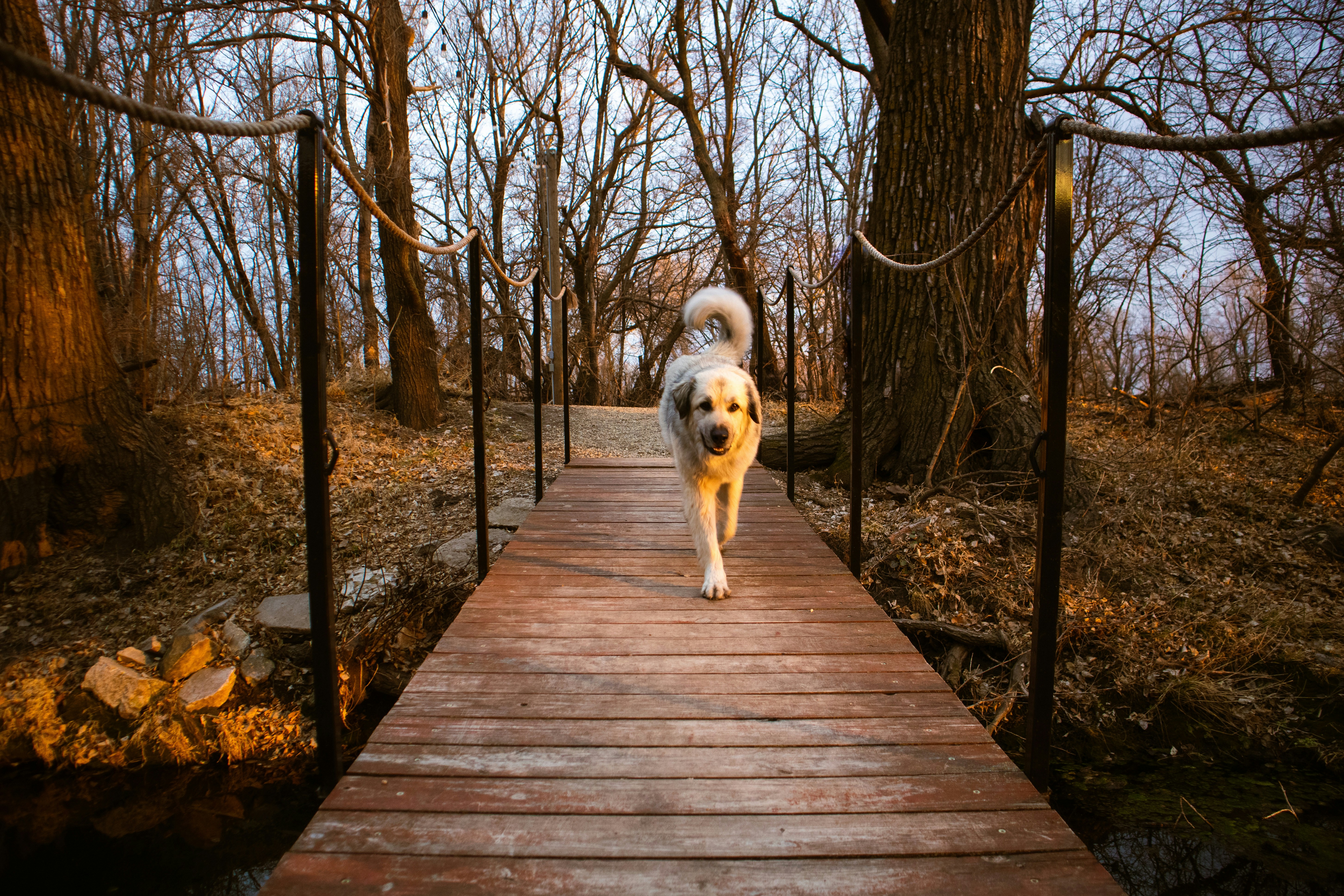 Un perro caminando por un puente de madera en el bosque foto – Imagen ...