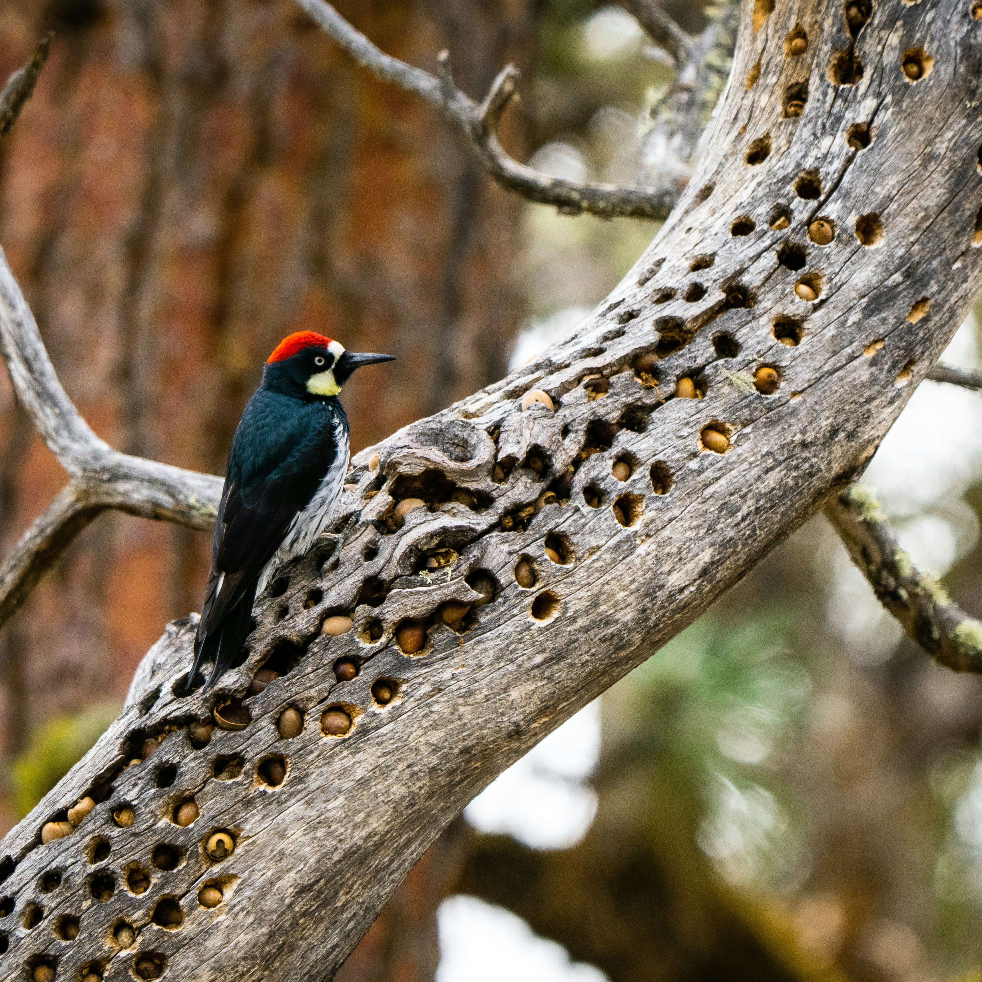 Crimson Crown Perched on a Hole-Pocked Trunk