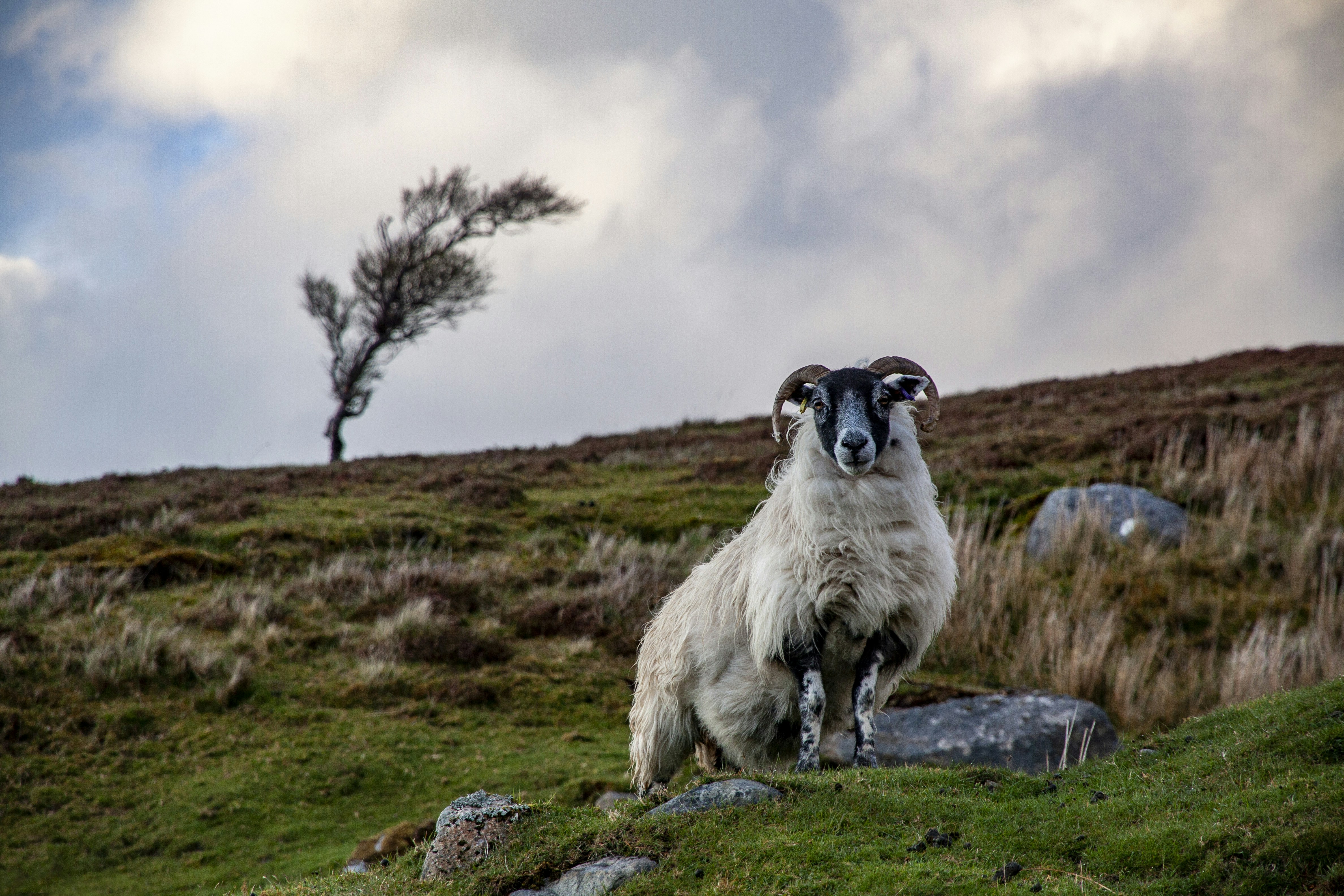 a sheep standing on top of a lush green hillside