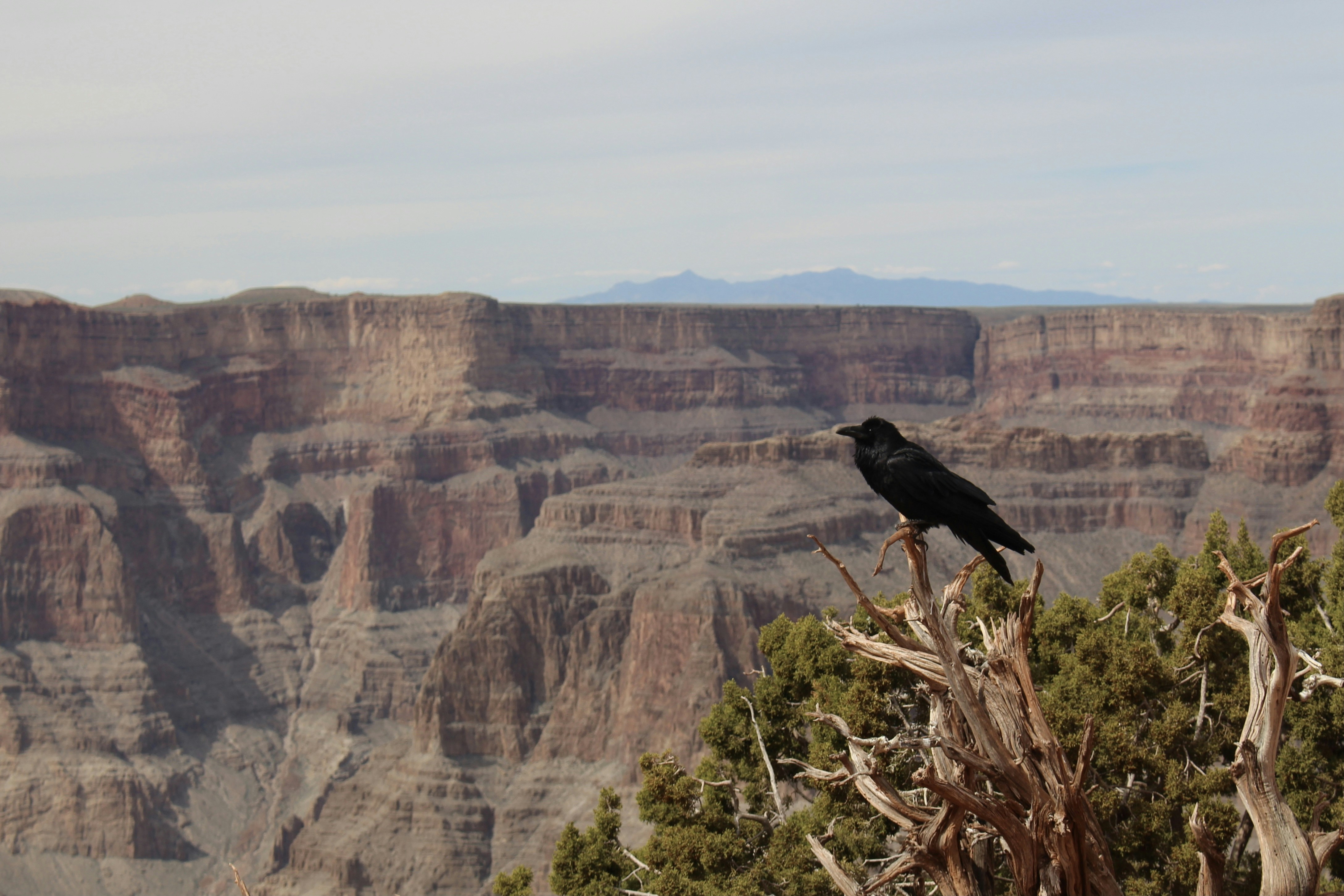 A raven perched on a gnarled branch overlooks the vast expanse of the Grand Canyon, showcasing the rugged terrain and layered rock formations.