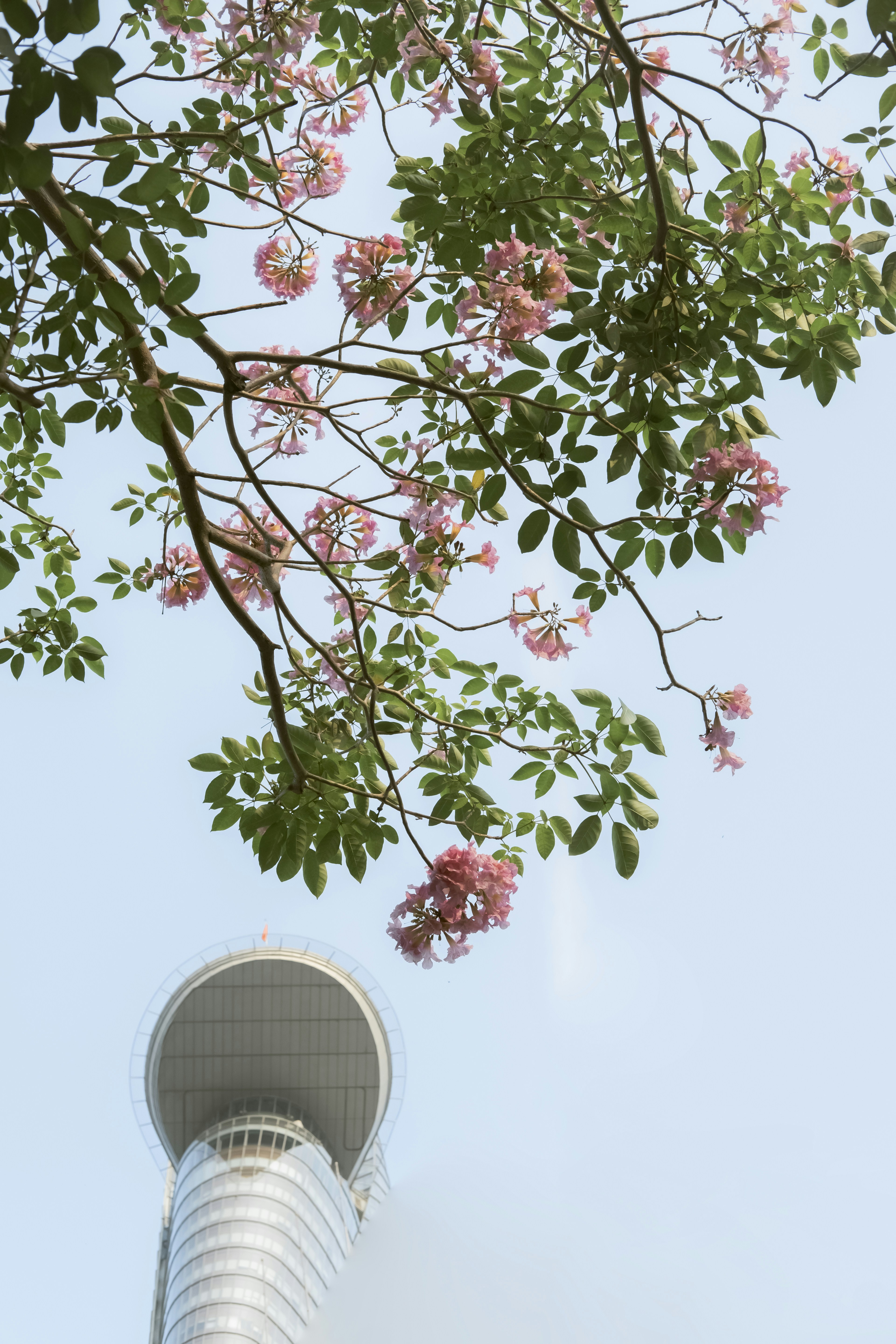 A tall tower with a bunch of pink flowers on it photo – Free Plant ...