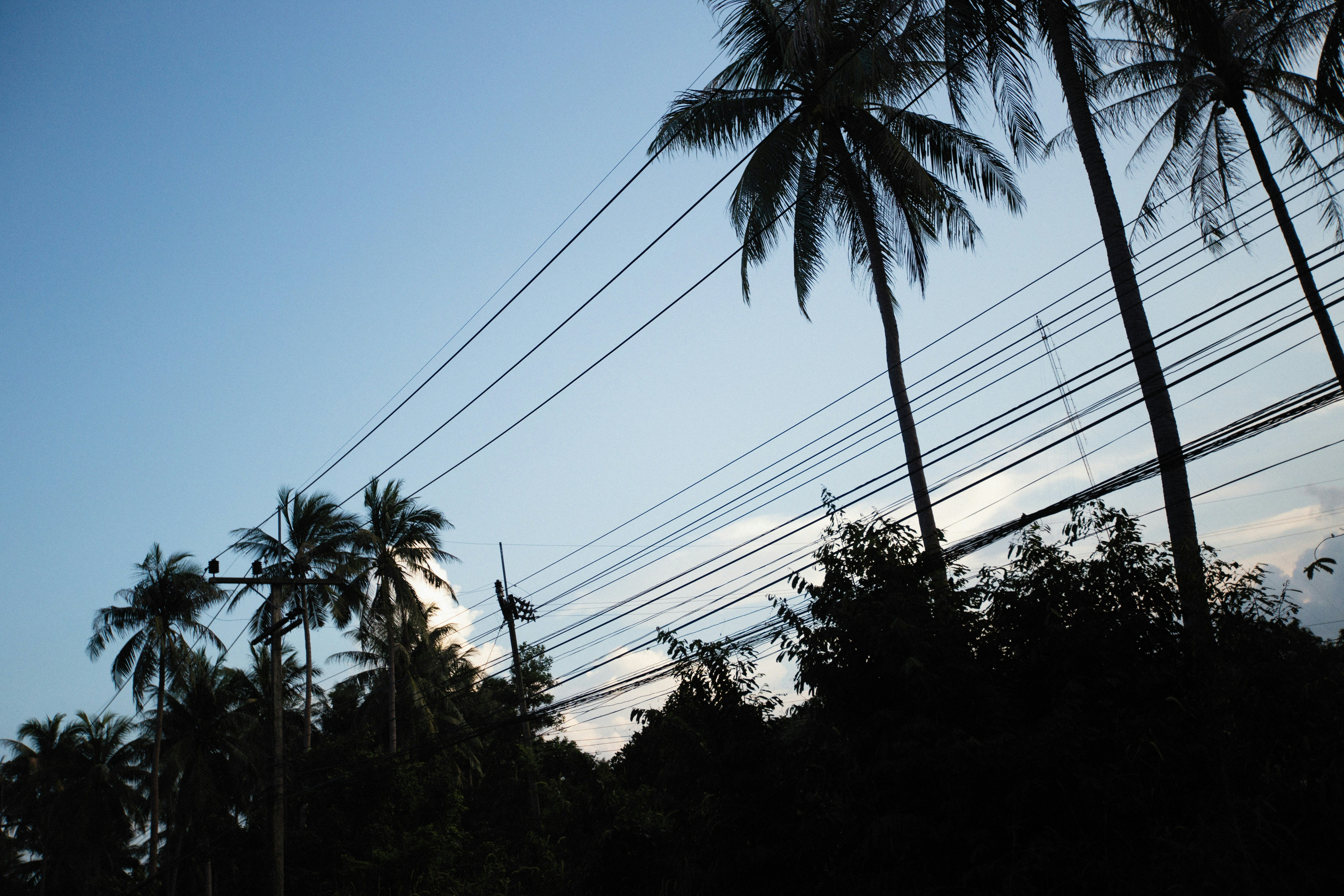 Silhouetted Palms Against a Wire-Ted Sky