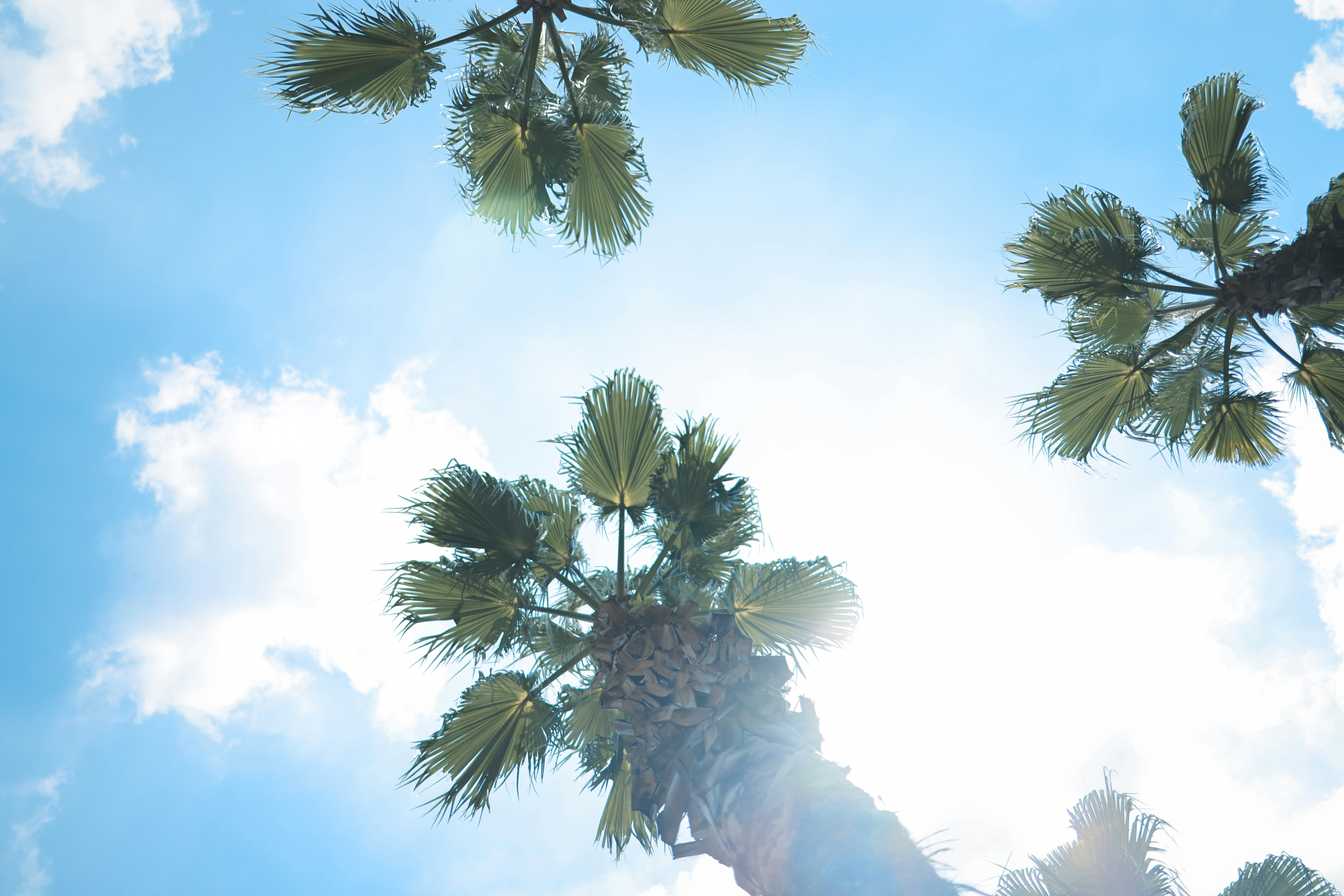 Looking Up at Sunlit Palm Canopy
