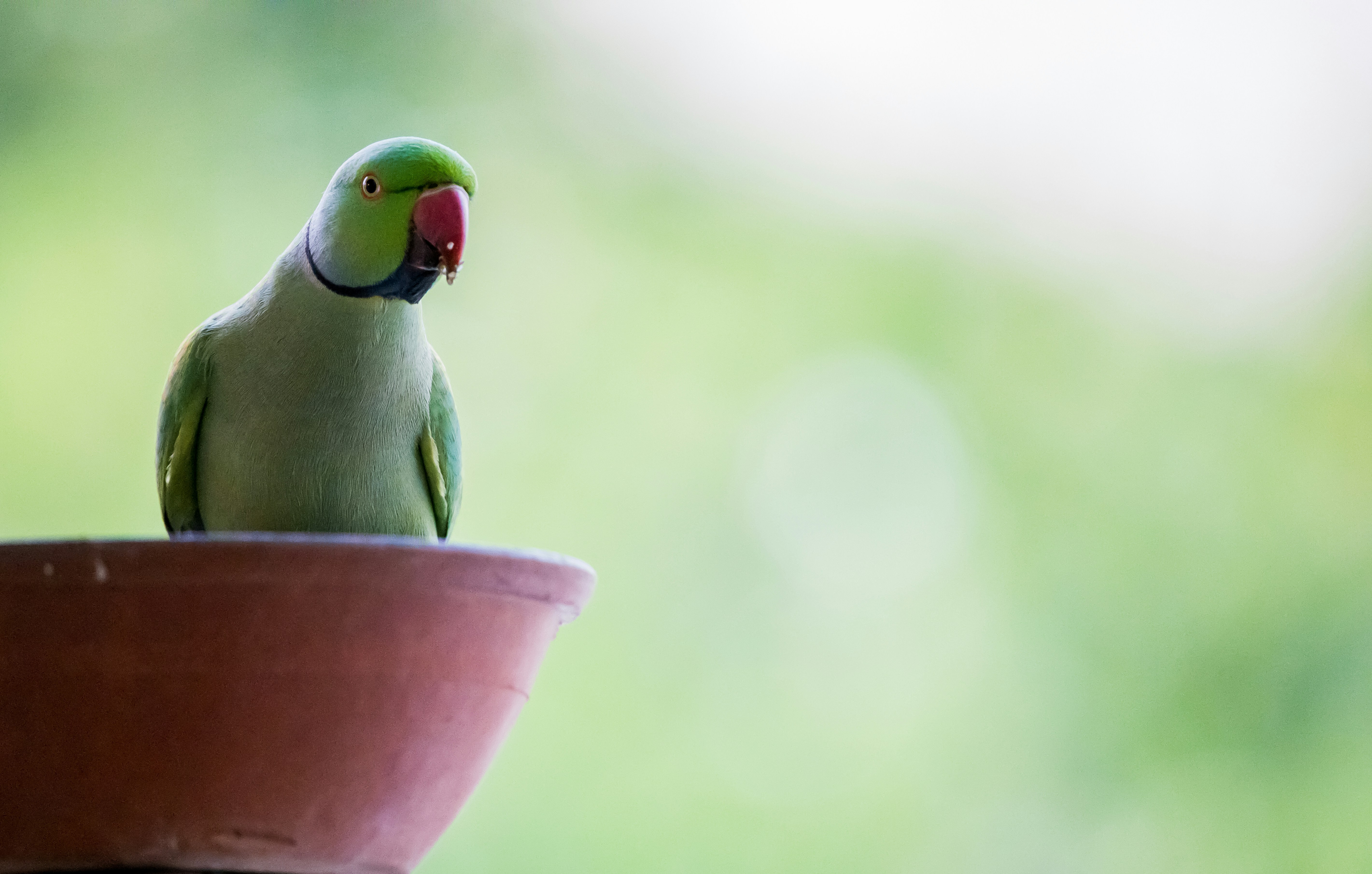 Foto Un pájaro verde sentado encima de una maceta – Imagen Gandhinagar ...