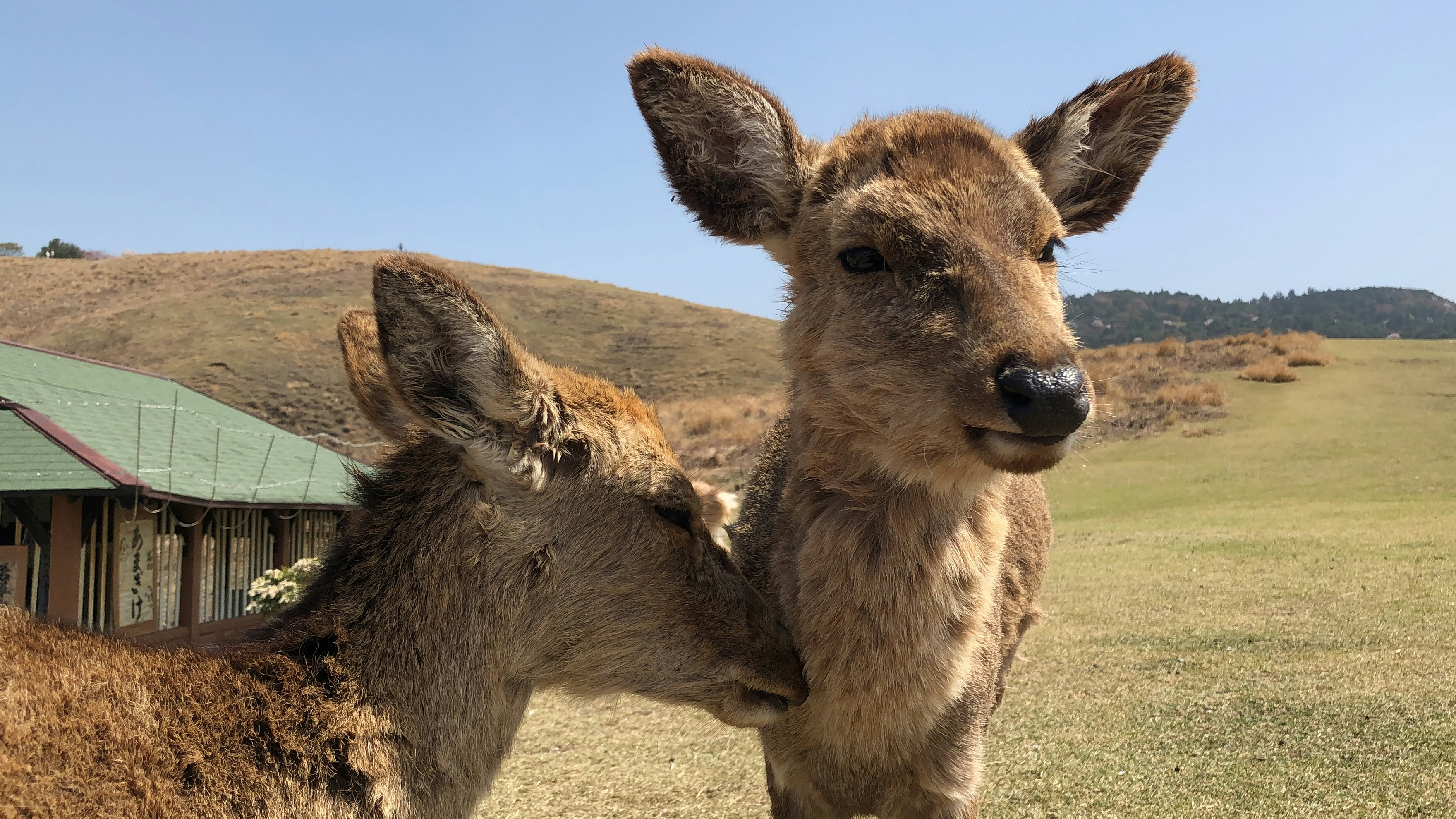 a couple of animals standing on top of a grass covered field