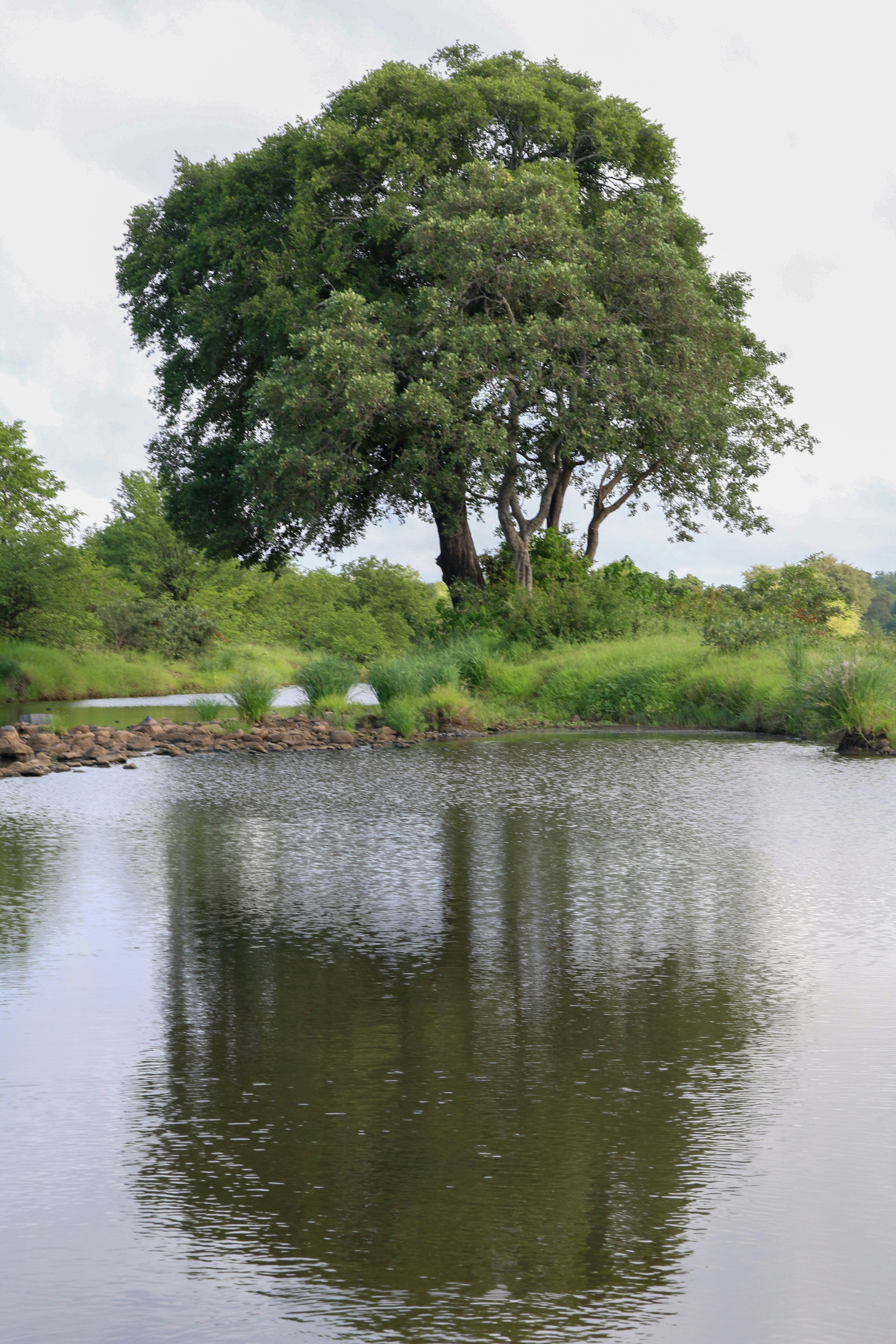 A large tree sitting next to a body of water photo – Free Tree Image on ...
