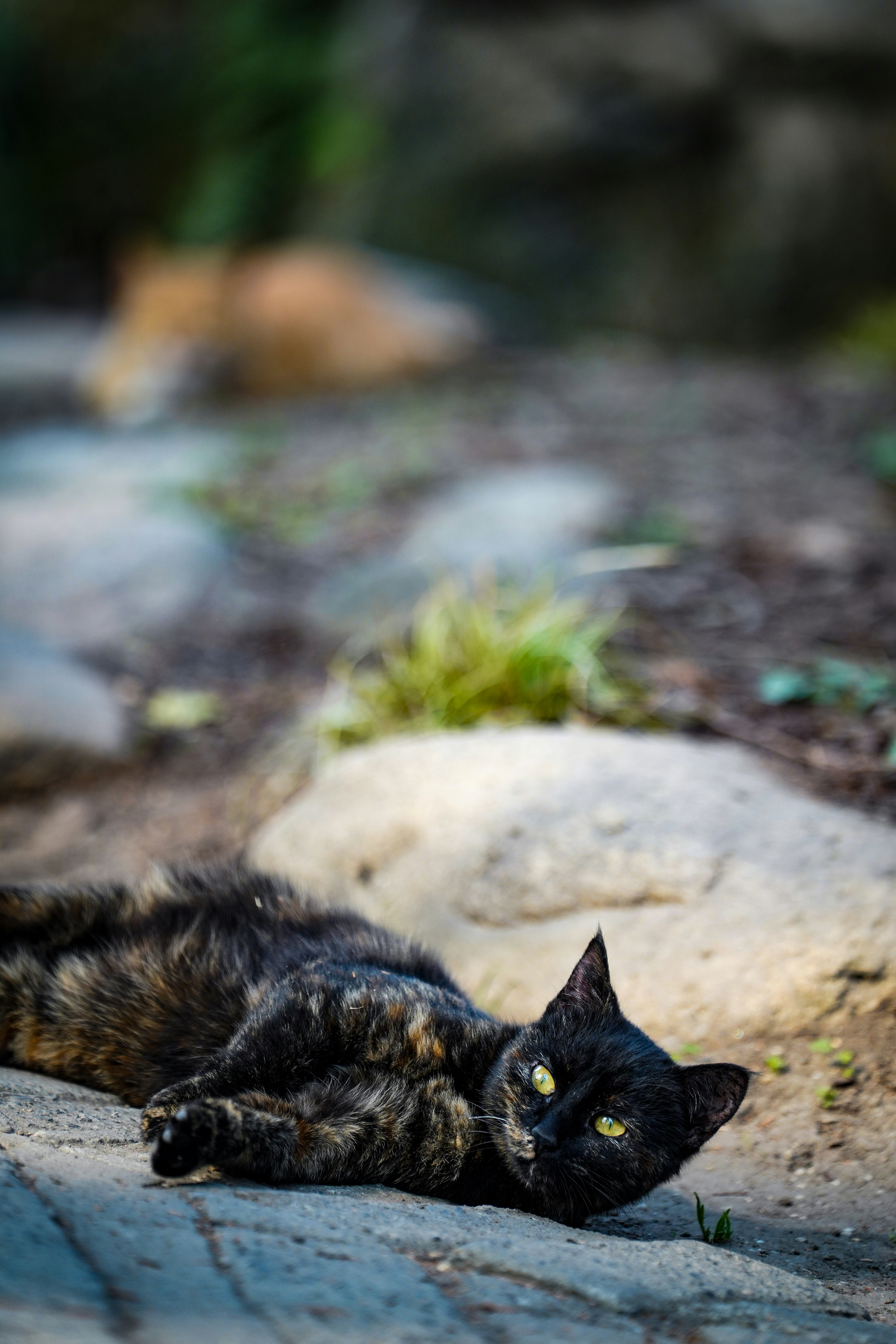 A tortoiseshell cat lounging on a sunlit path, surrounded by stones and greenery, exuding a sense of tranquility.