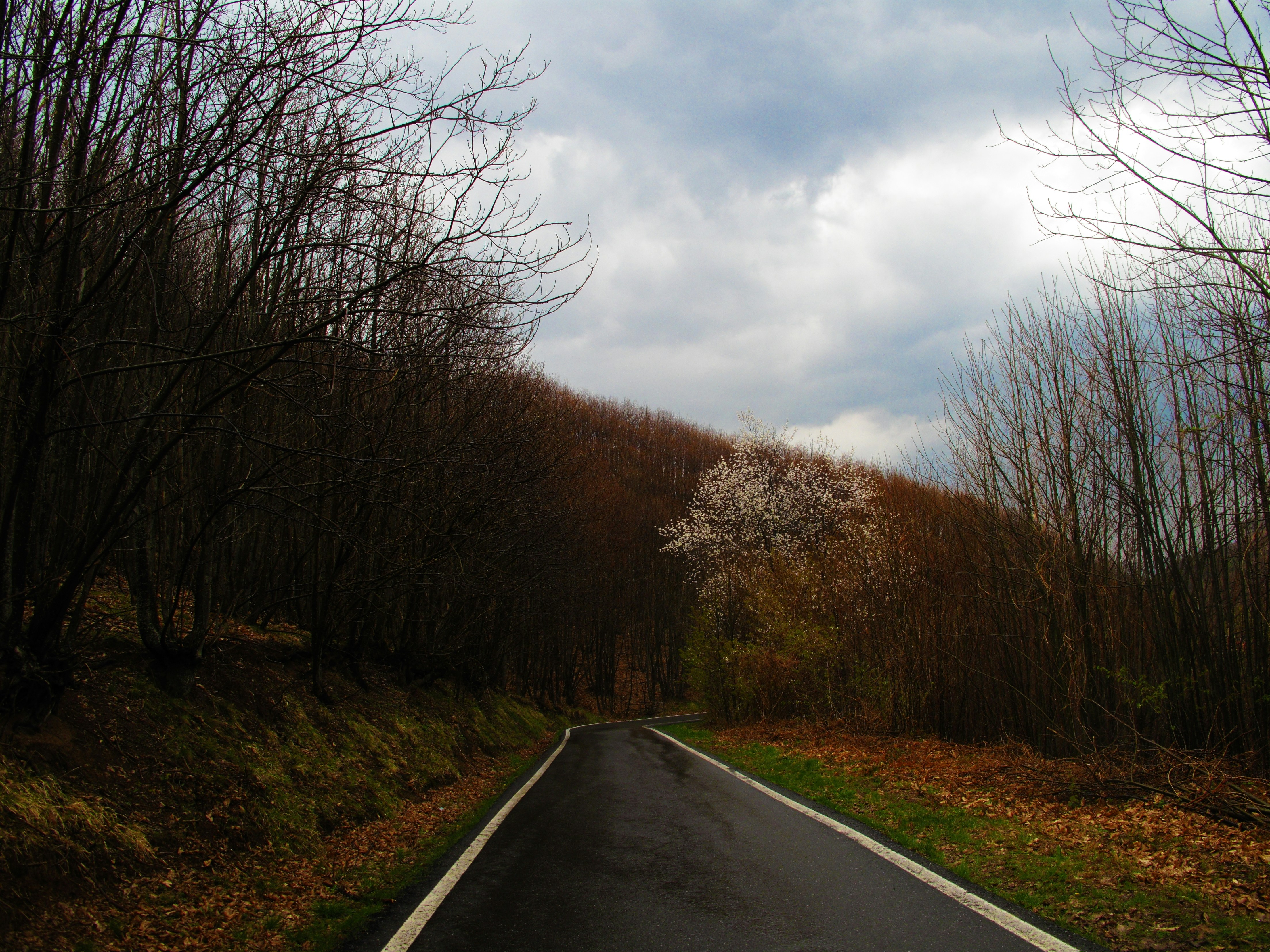 A winding road leads through a forest of bare trees, with a single flowering tree standing out against the muted backdrop. The scene captures the contrast between life and the starkness of early spring.