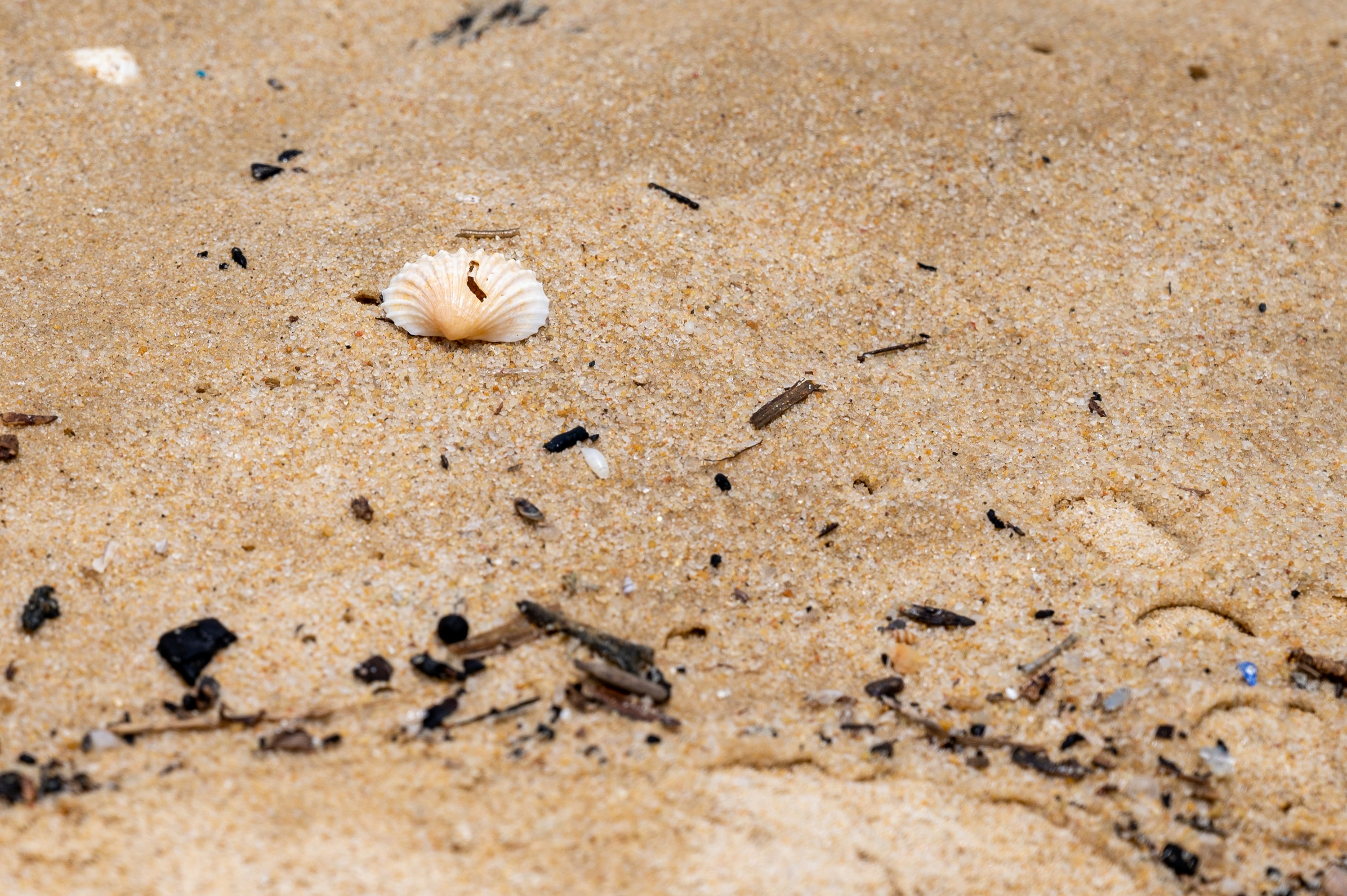 A delicate seashell rests on a sandy beach, surrounded by scattered debris and grains of sand. The scene captures the essence of coastal tranquility.