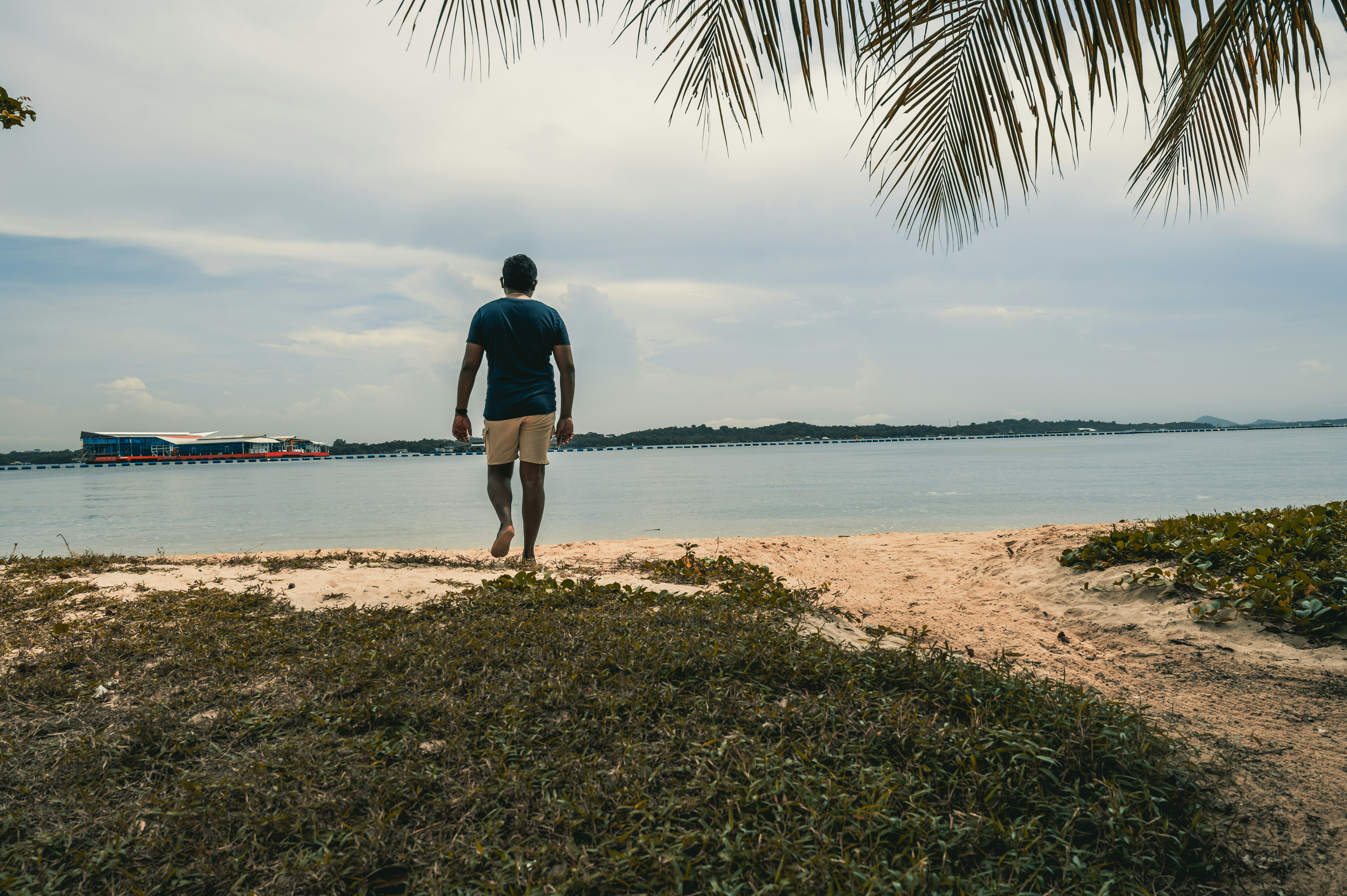 Edge of Quiet Waters: A lone figure at a palm-fringed shoreline