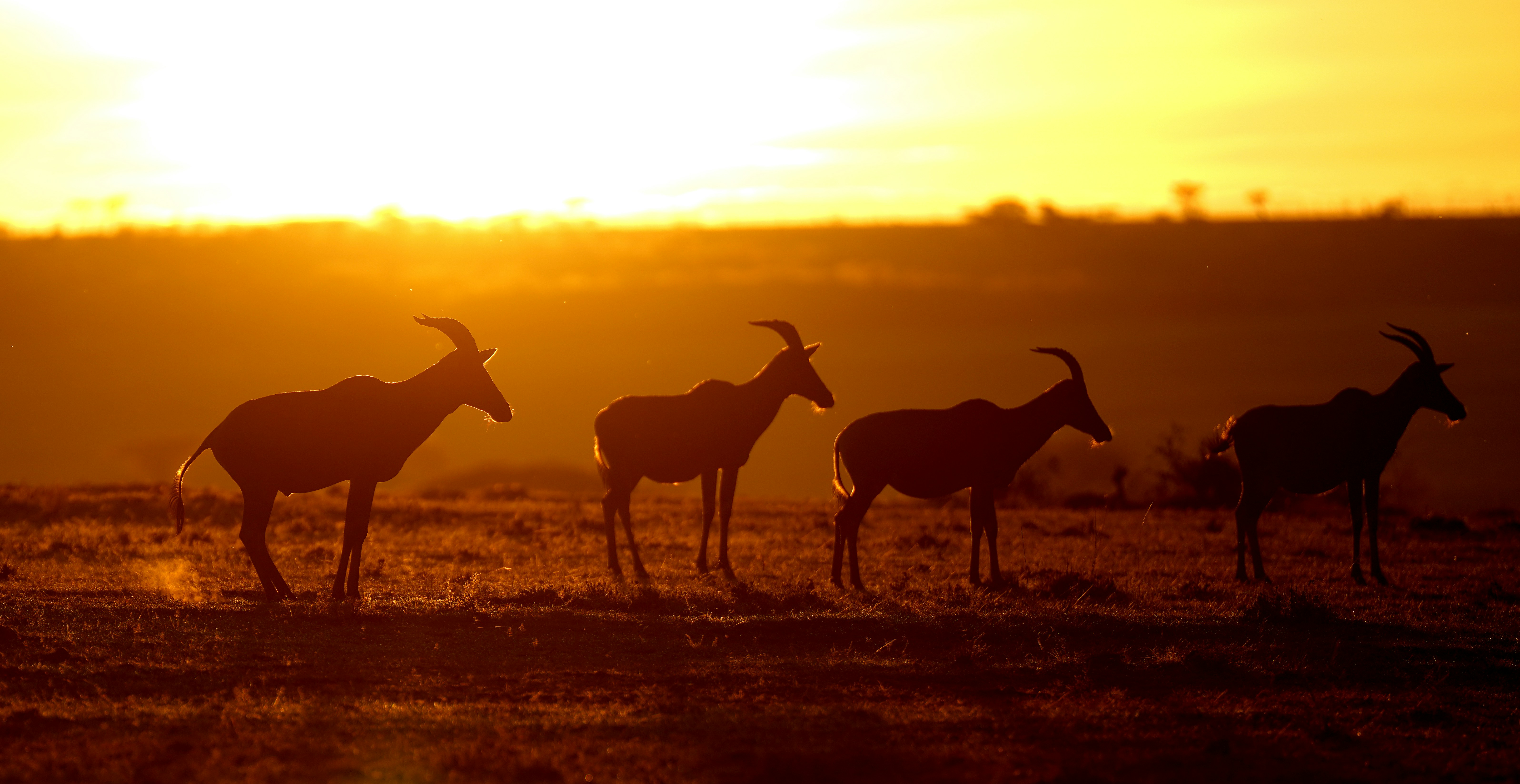Dusk Parade: Four Gazelles on a Golden Savanna