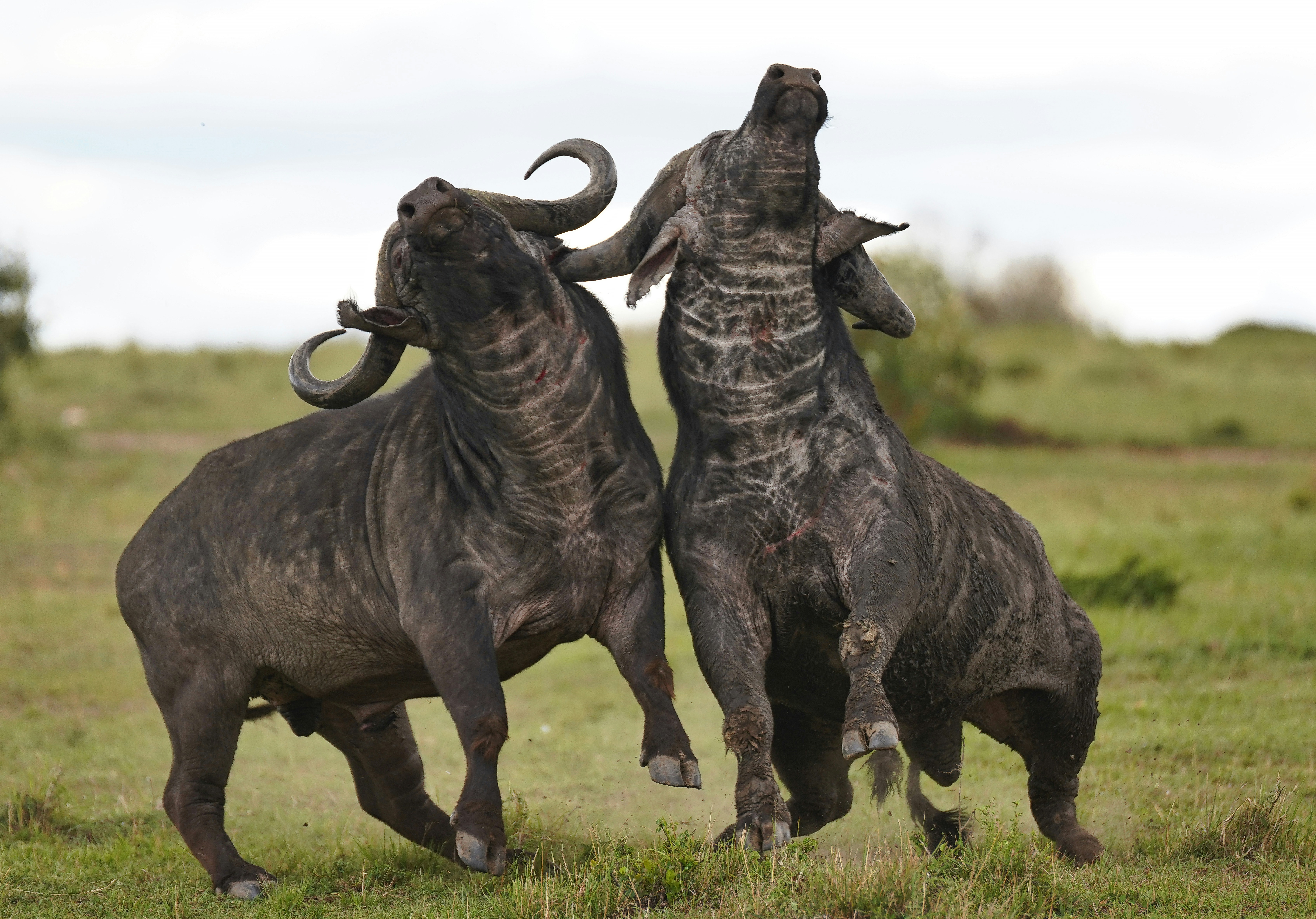 Charging Masters: A Duel of Muzzles in the Grass